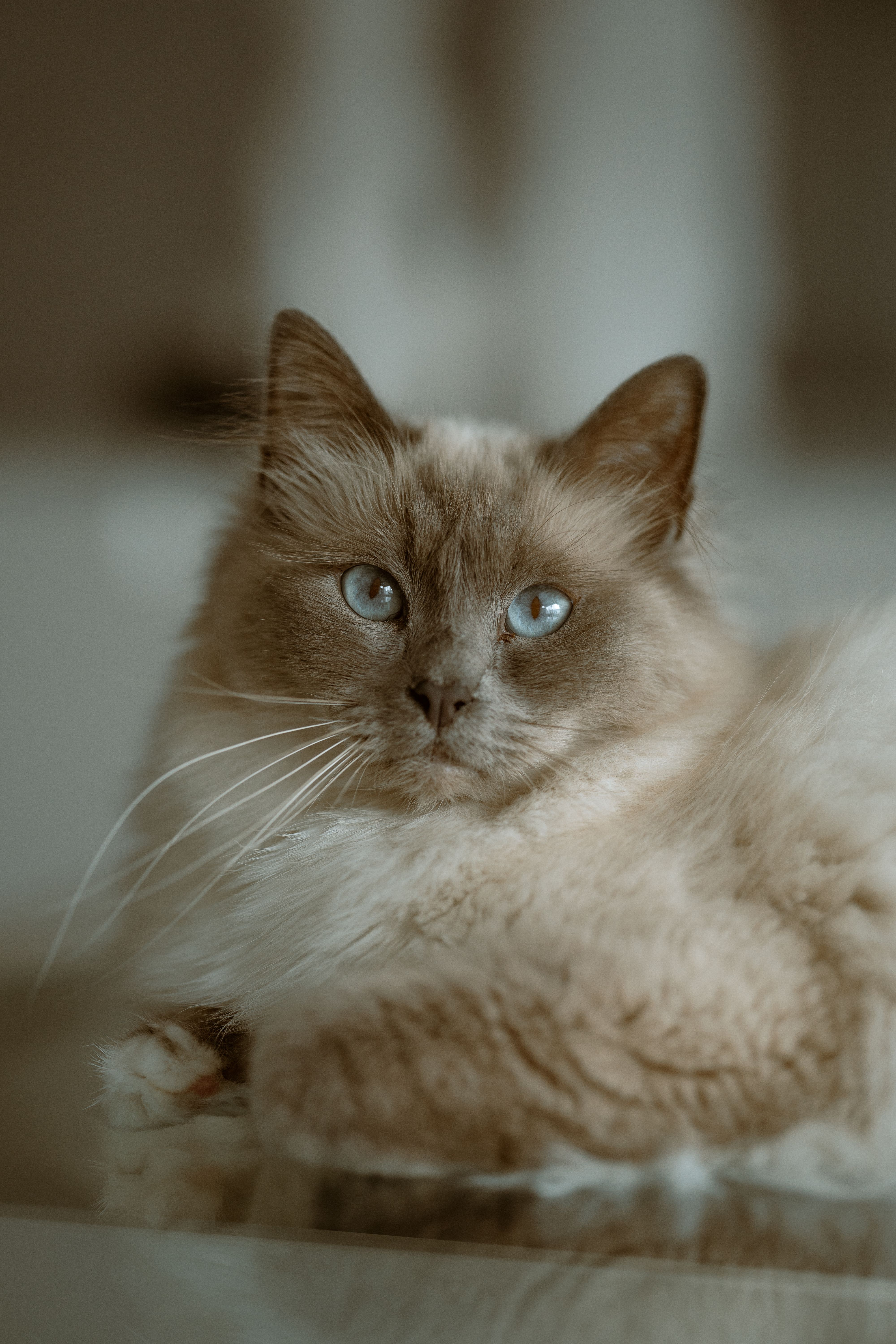 Fluffy Cat Sprawled on the Floor · Free Stock Photo