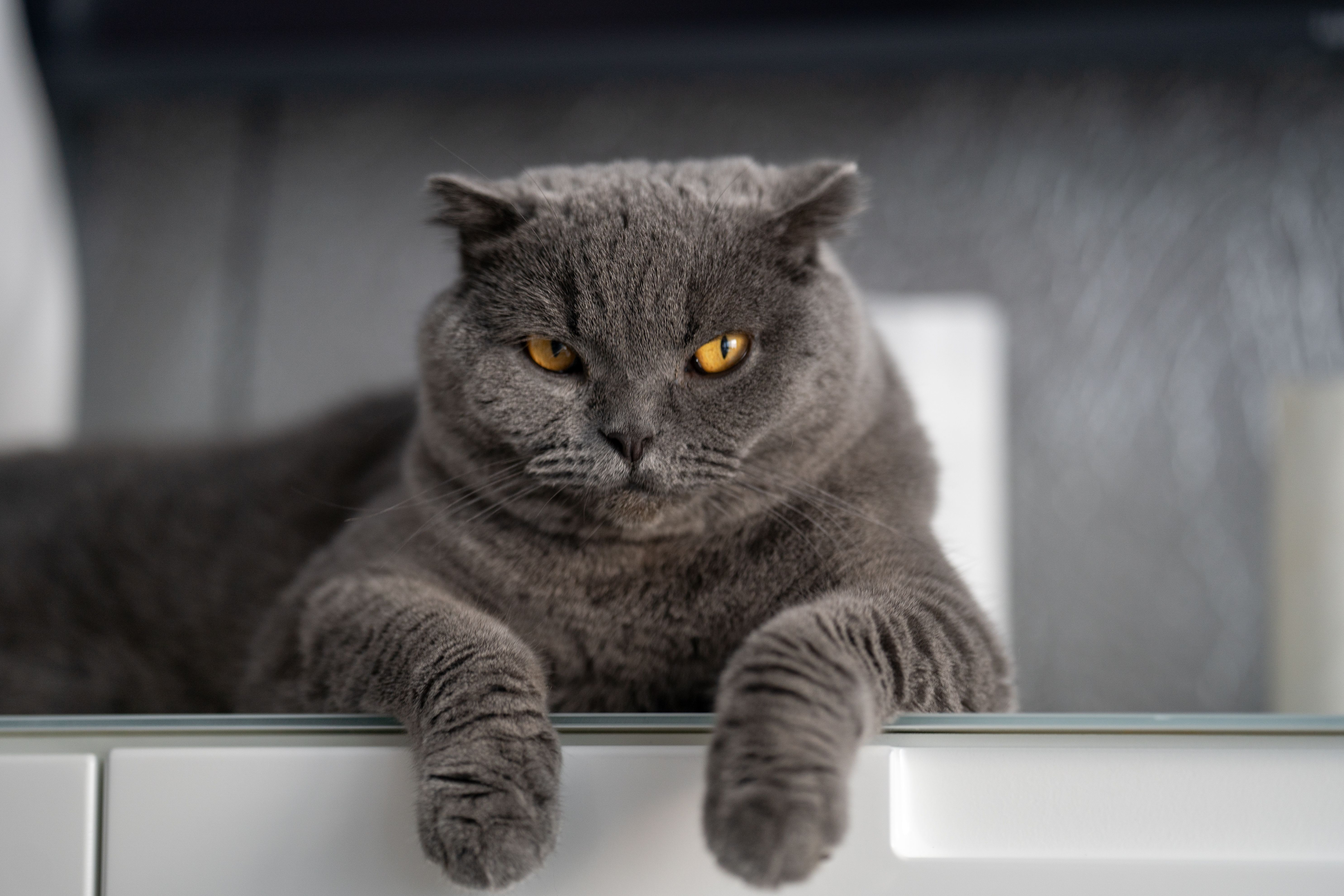 Cat Lying on the Glass Countertop · Free Stock Photo