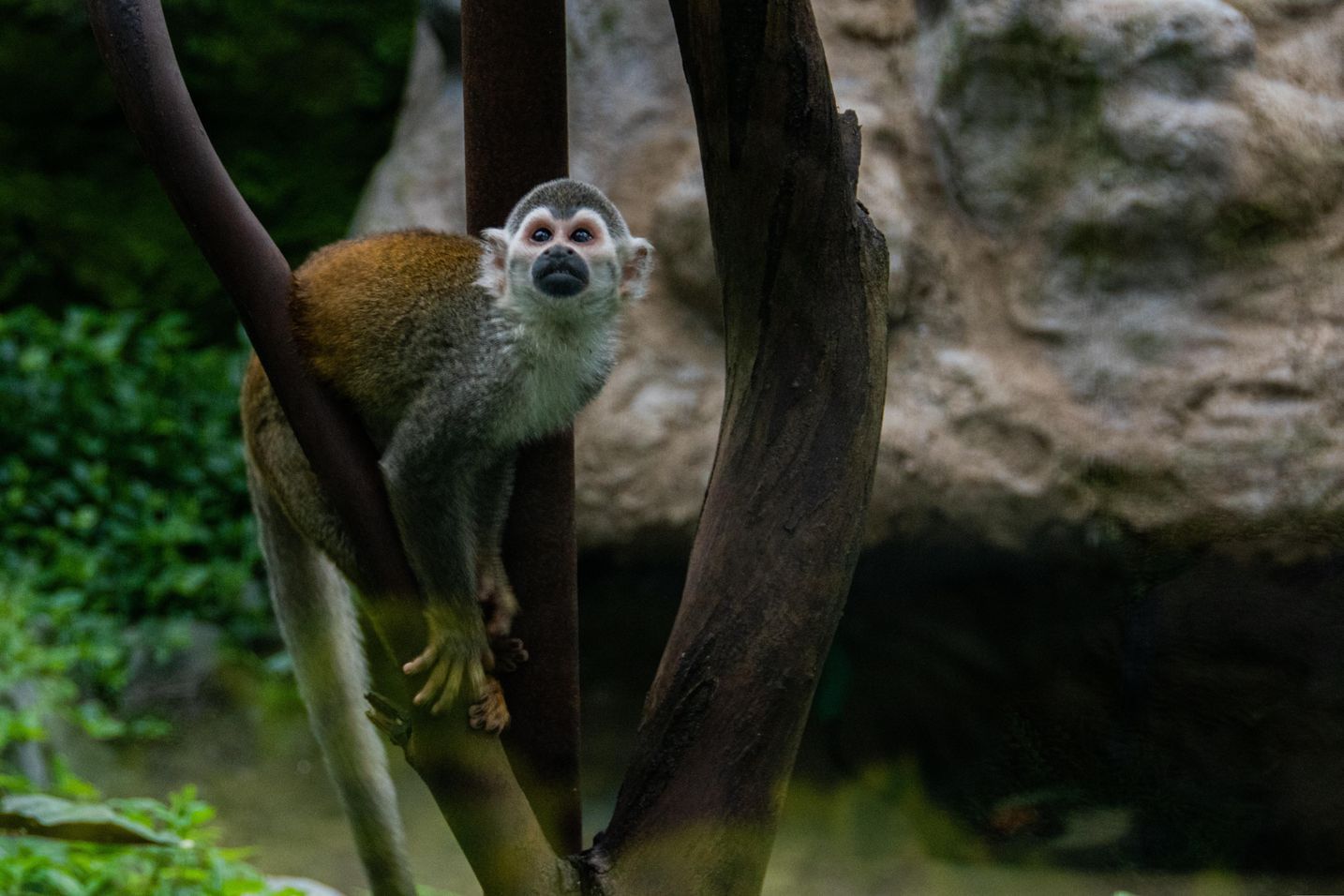 Animal Welfare and Rights in China a Global Concern