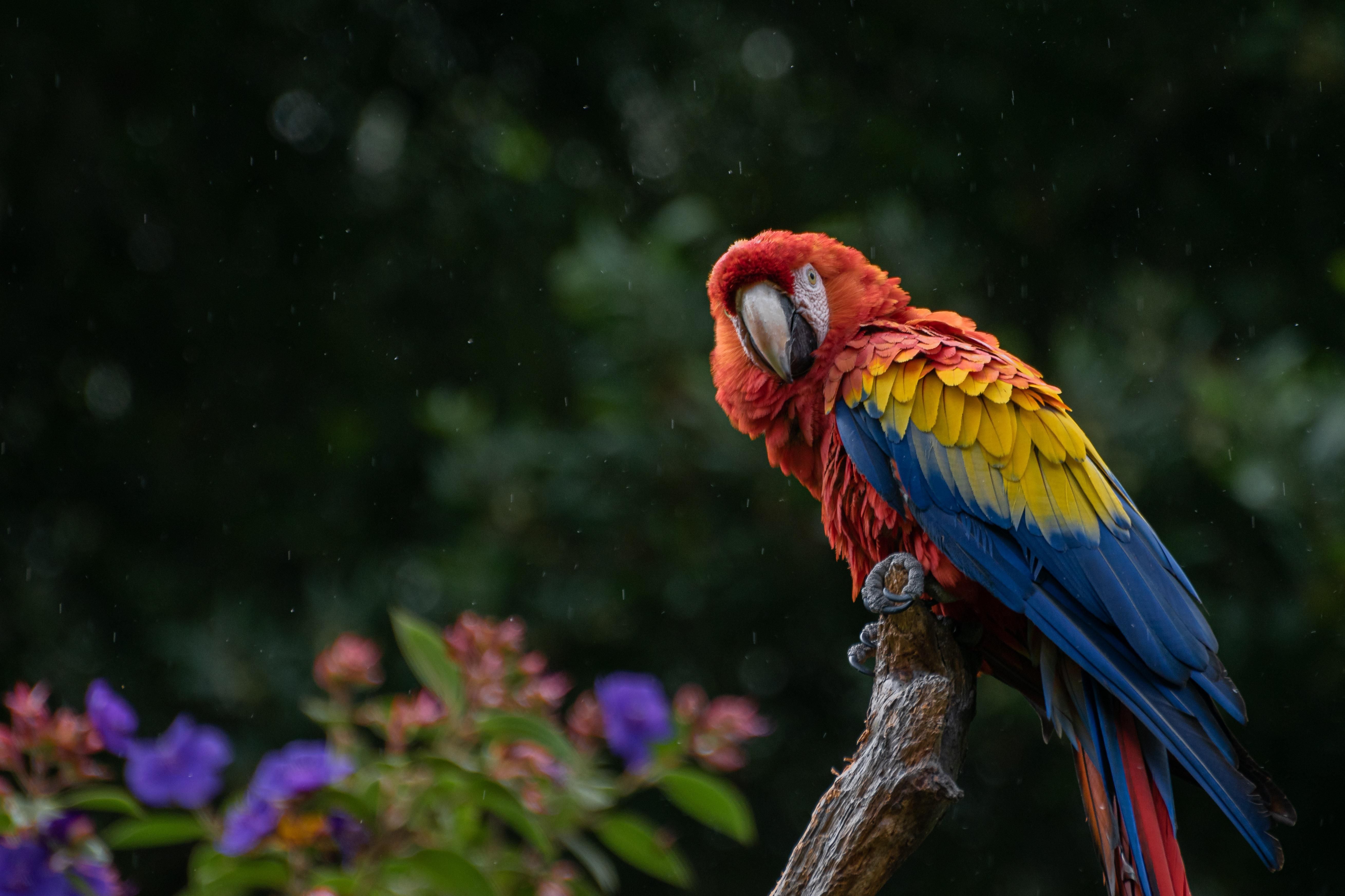 Red Macaw Bird Photos, Download The BEST Free Red Macaw Bird Stock ...