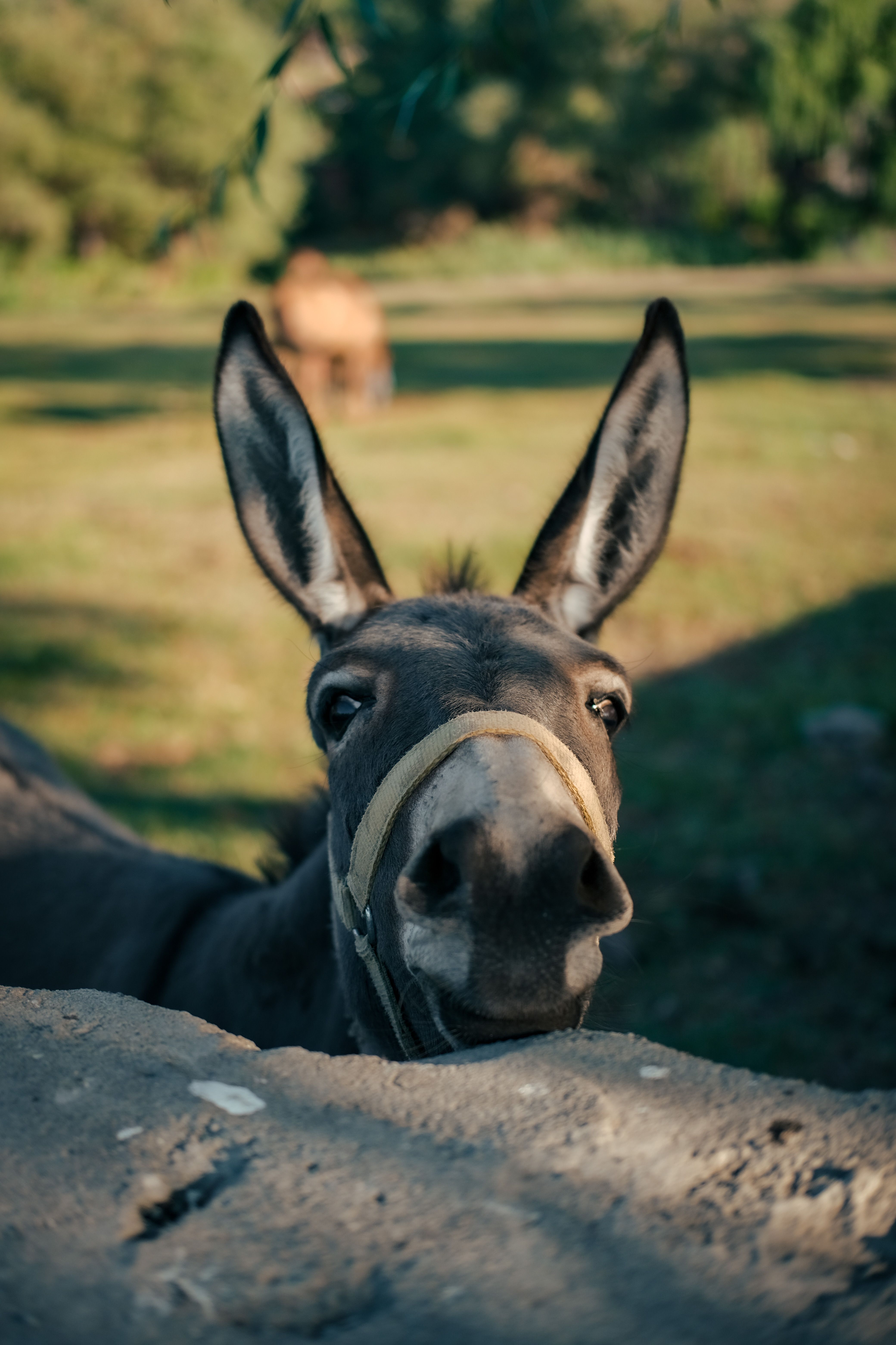 Funny Donkey Photos, Download The BEST Free Funny Donkey Stock Photos ...