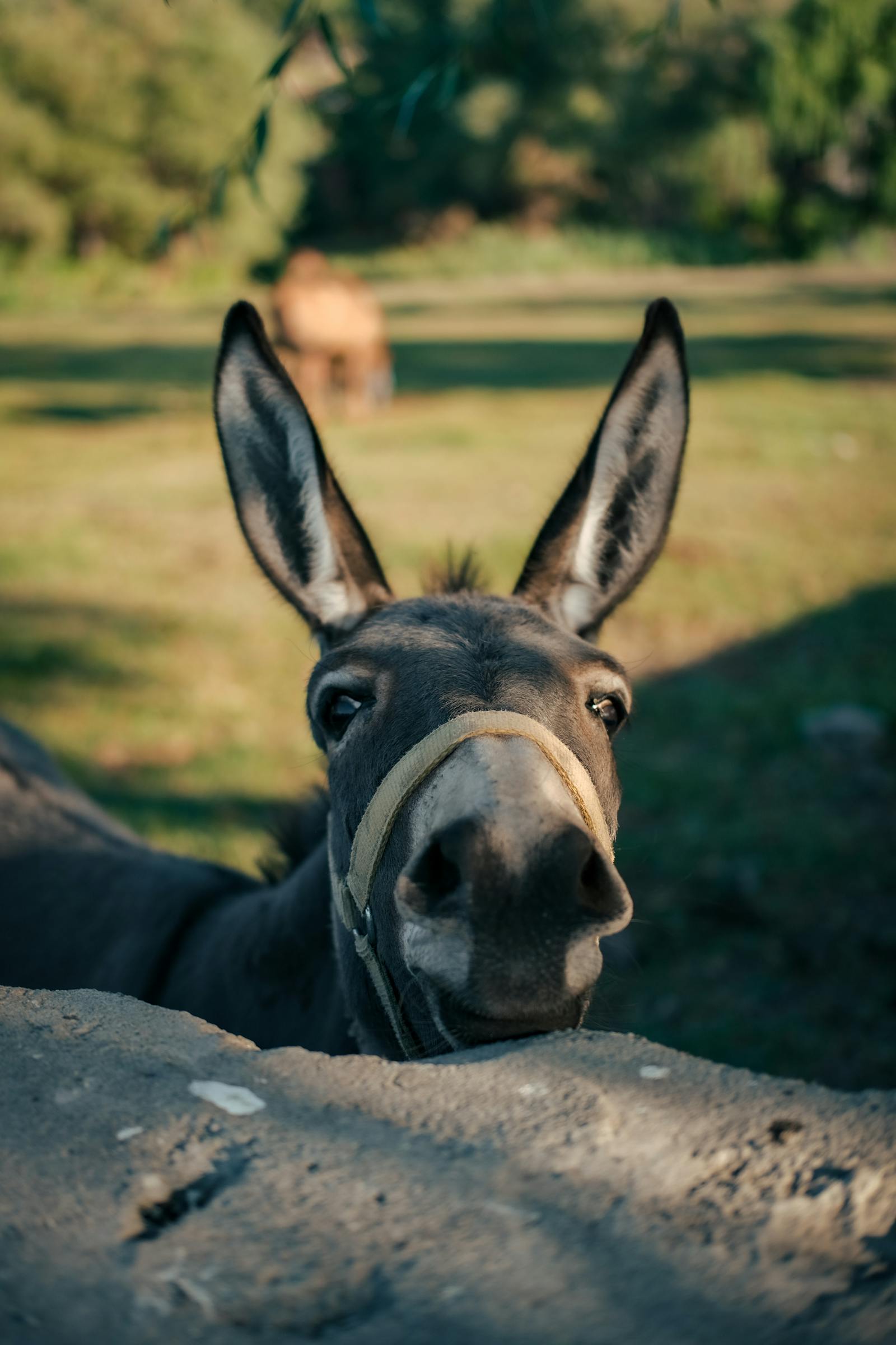 Funny Donkey Photos, Download The BEST Free Funny Donkey Stock Photos ...