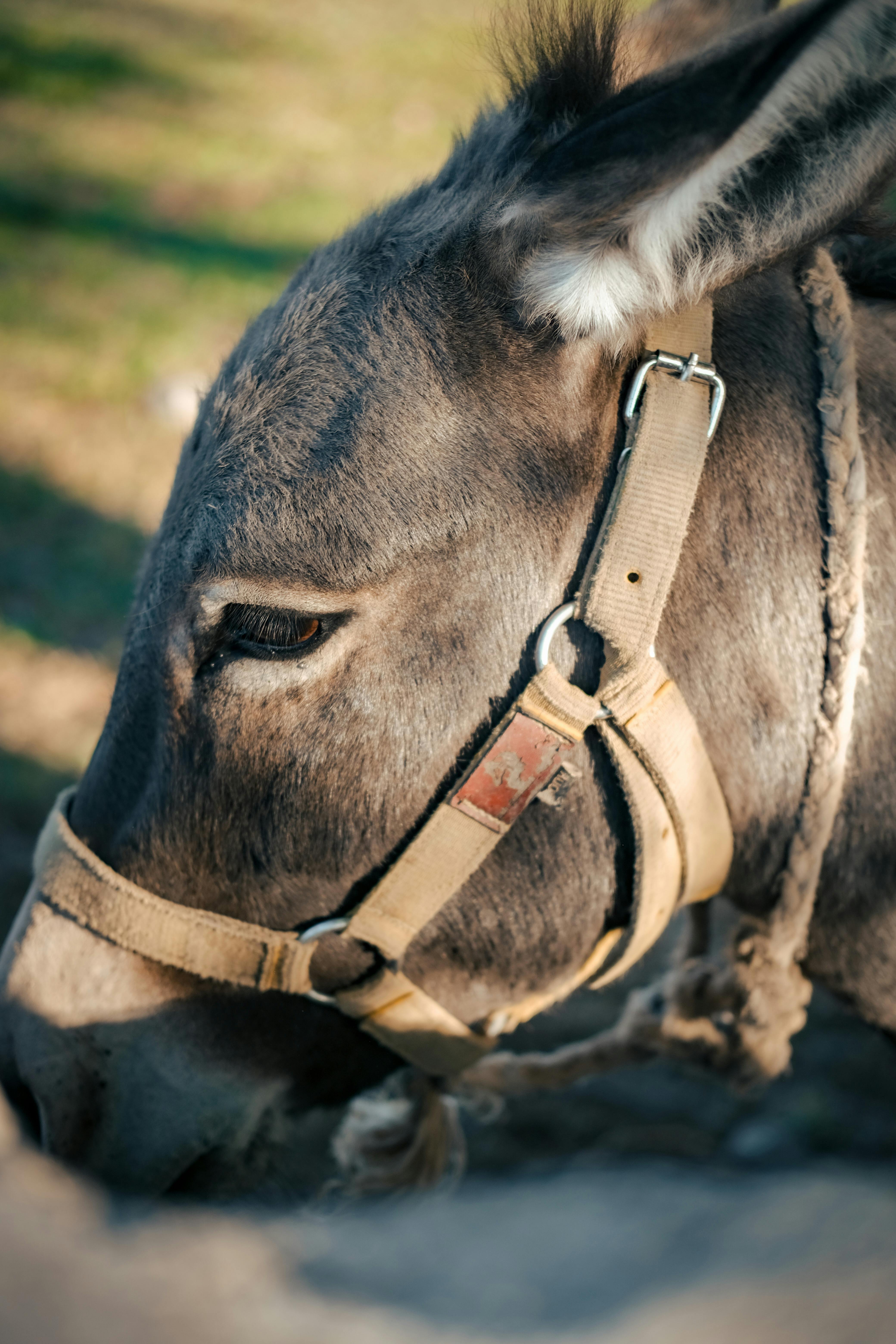 Donkey Leaning Head on Rock · Free Stock Photo