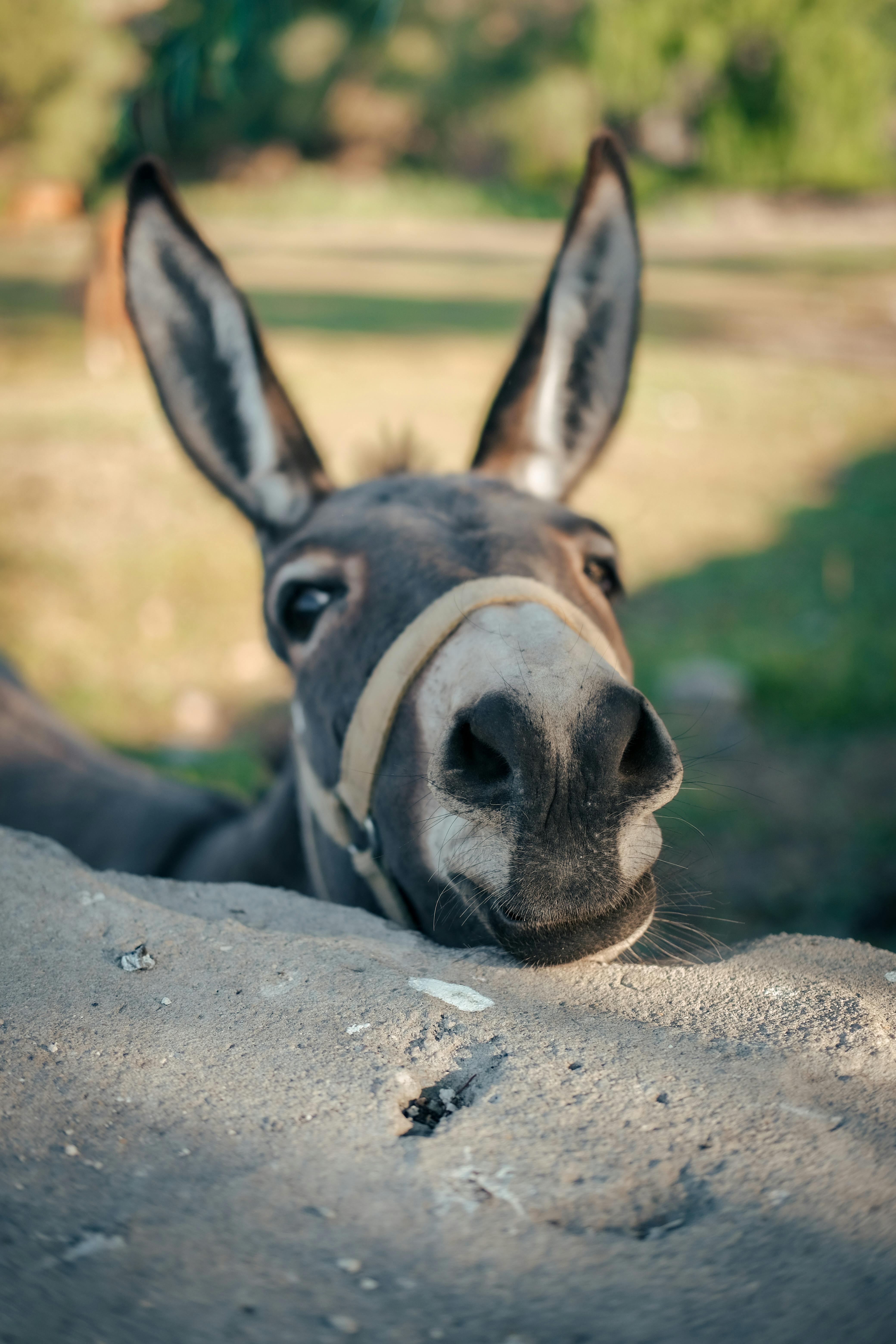 2 Brown and Grey Donkey Closeup Photography · Free Stock Photo