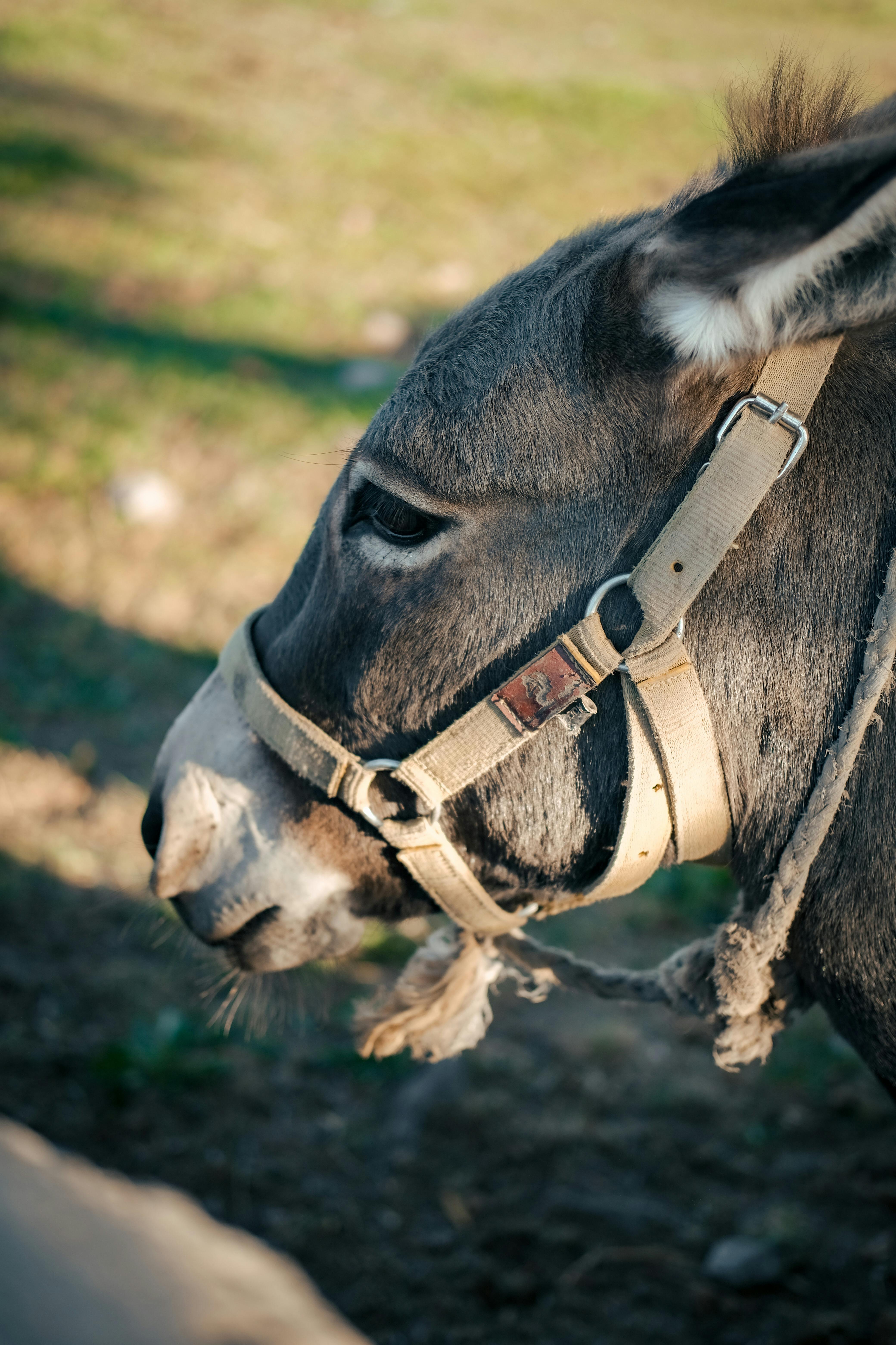 Black Donkey Behind Brown Cage · Free Stock Photo