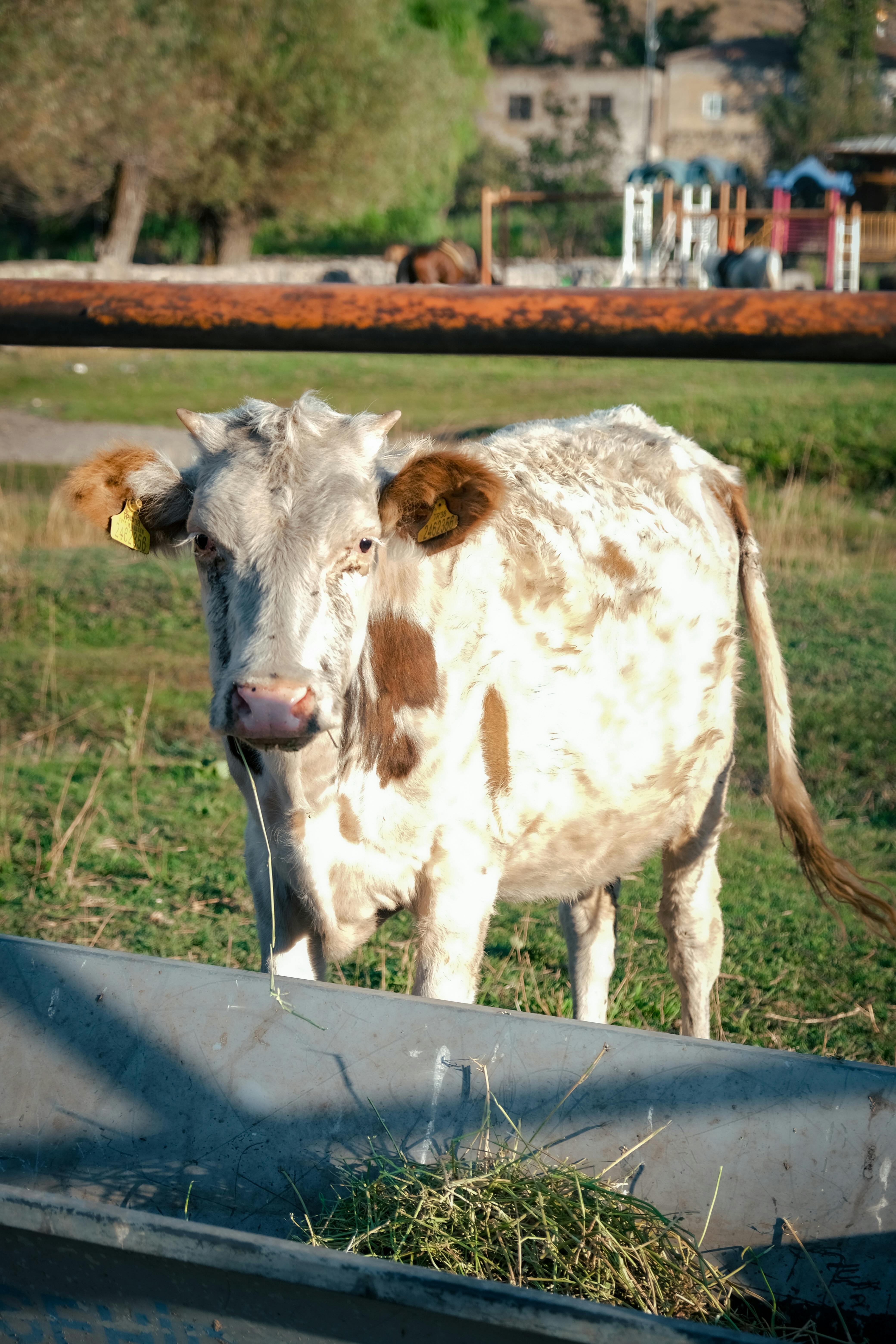 Cow 6b8e23 Photos, Download The BEST Free Cow 6b8e23 Stock Photos & HD ...