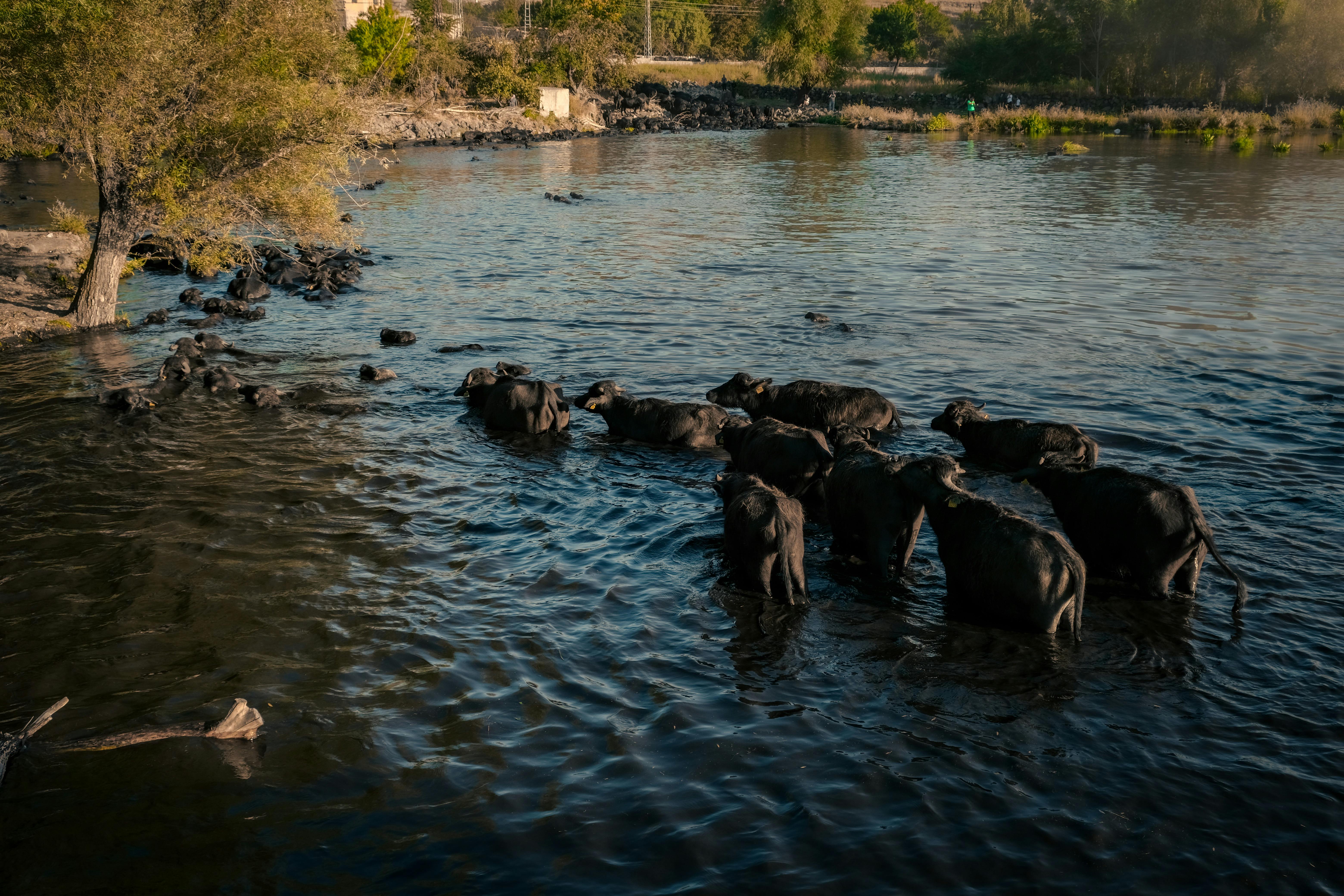Cow Bathing in River · Free Stock Photo