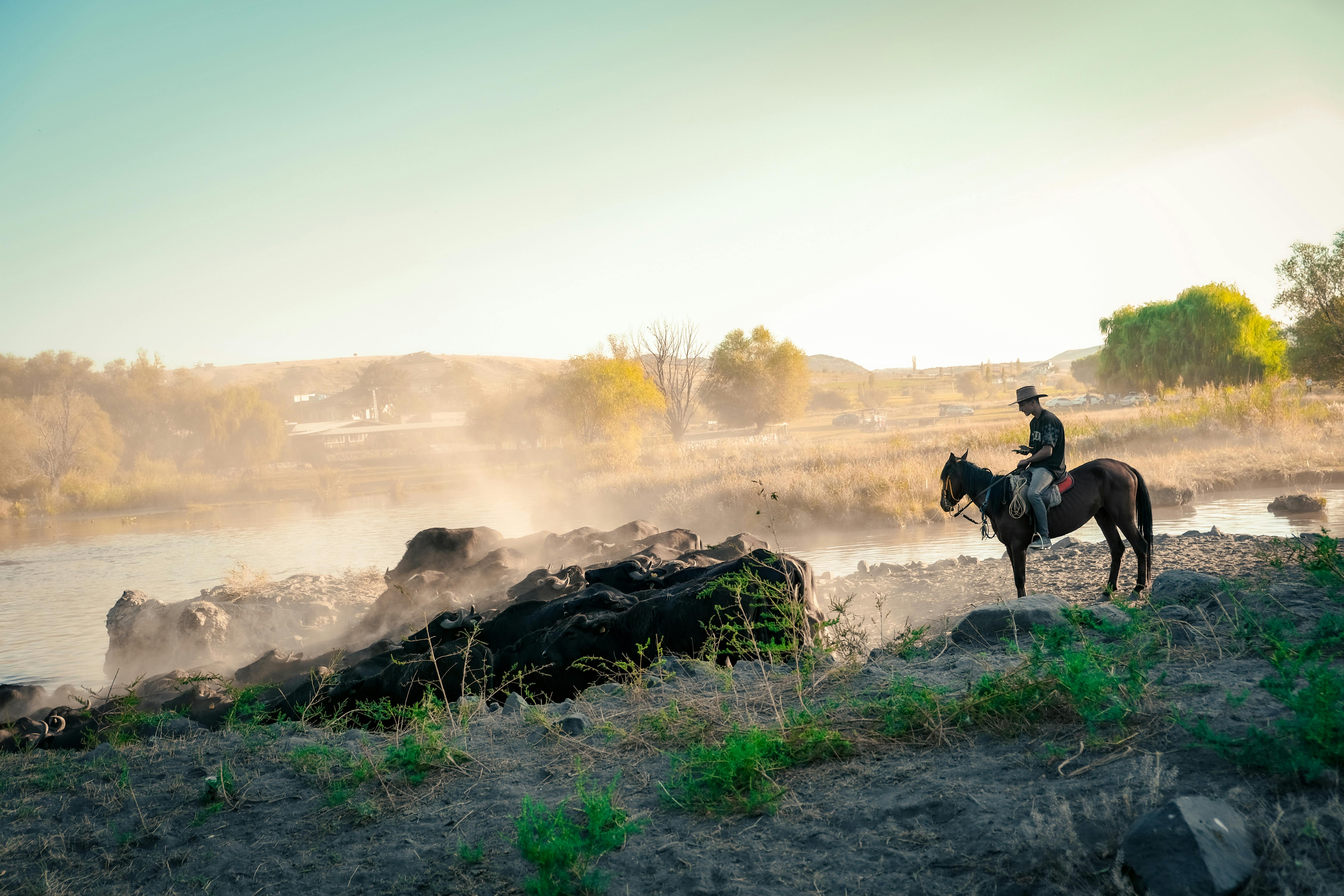 Cowboy Riding in Front of Herd of Cows in Black and White · Free Stock ...