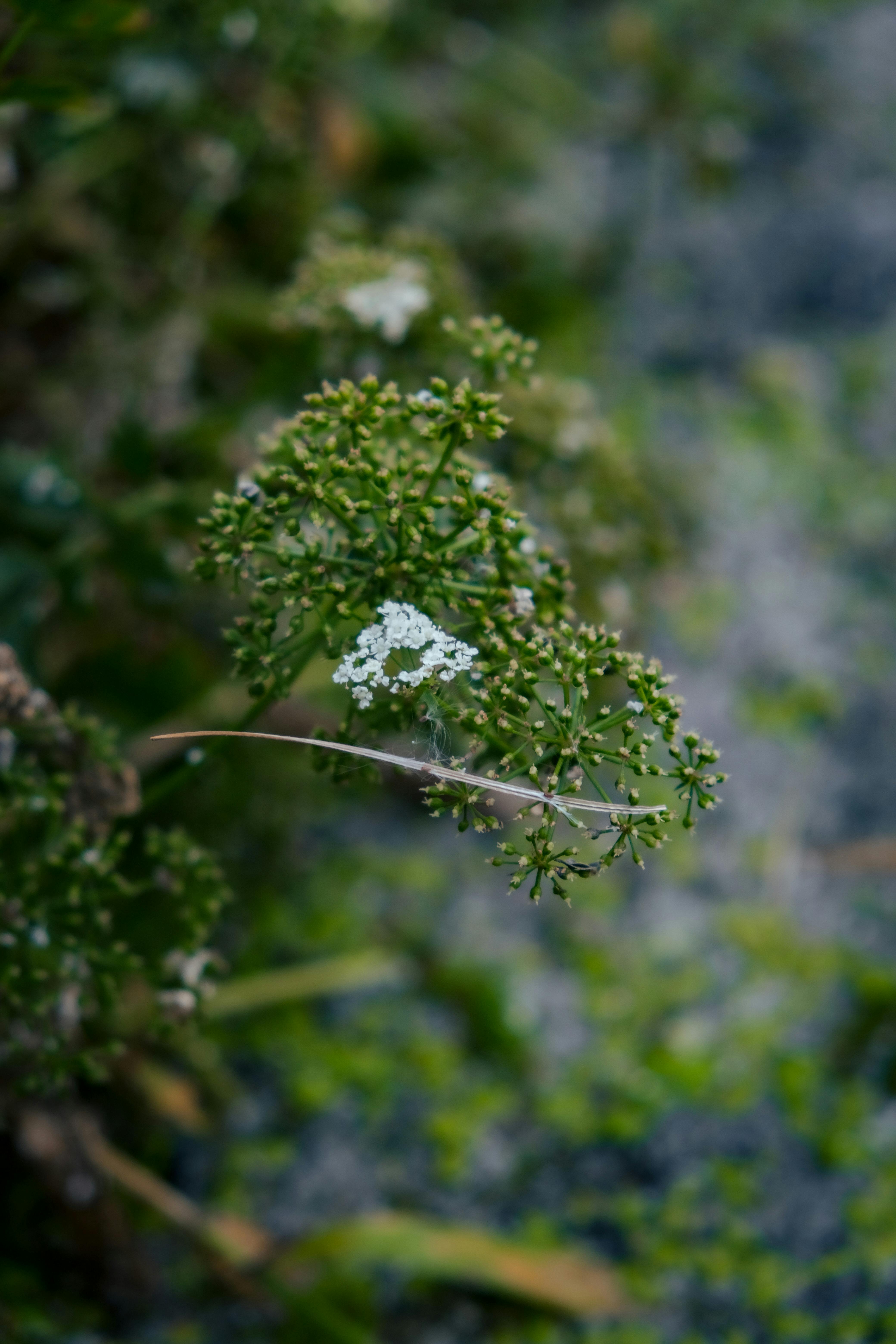 Garden Parsley Buds and Flowers · Free Stock Photo