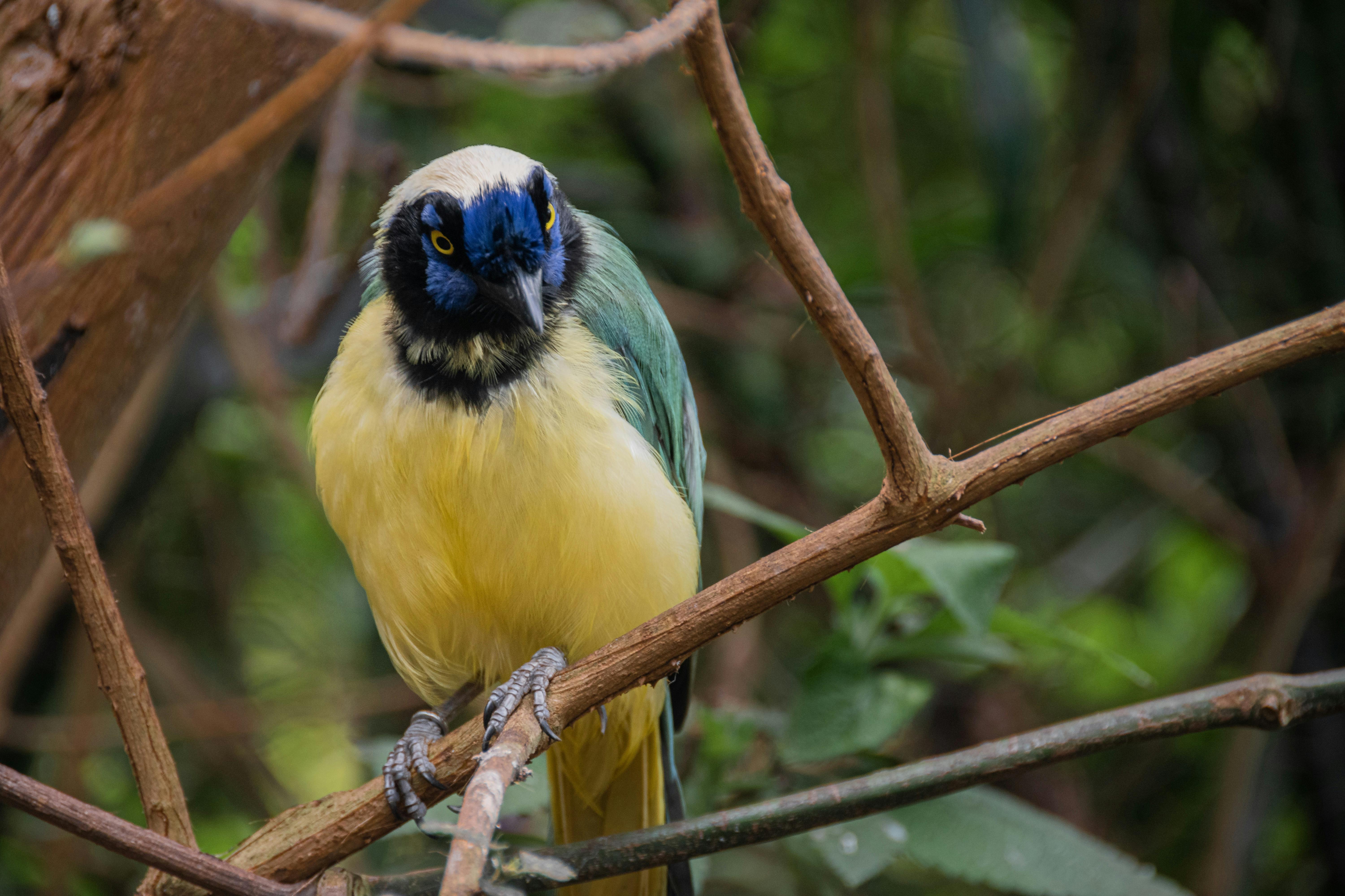 20.000+ melhores imagens de Olhares Fixos · Download 100% grátis ...