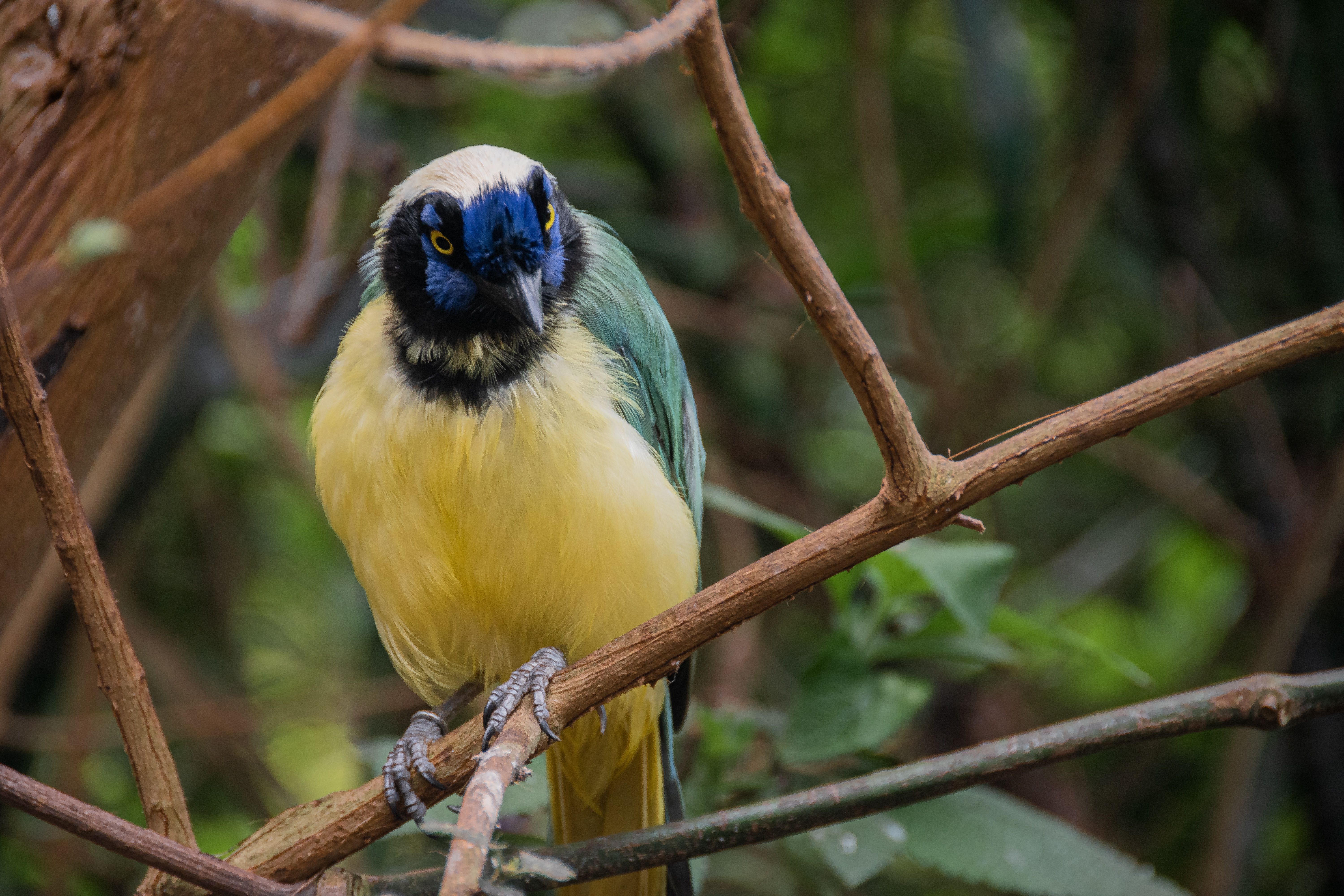 Trapped Elegance: A captive bird gazes beyond the confines, its ...