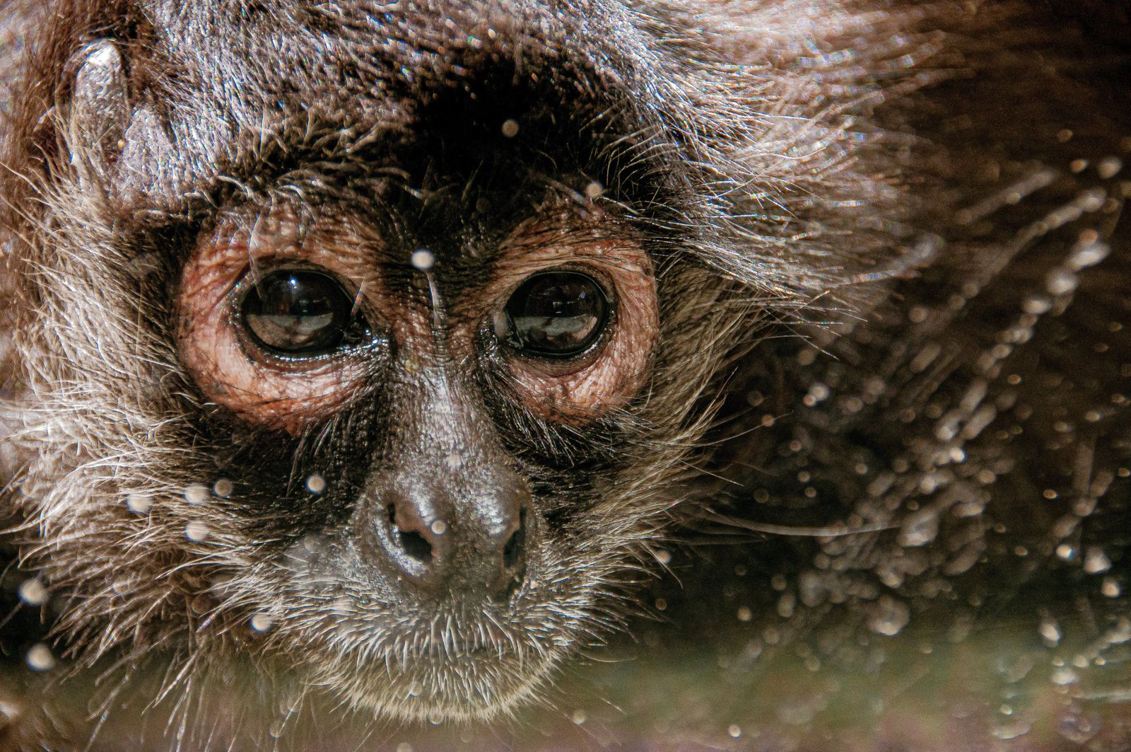Funny Monkey Face Photos, Download The BEST Free Funny Monkey Face ...