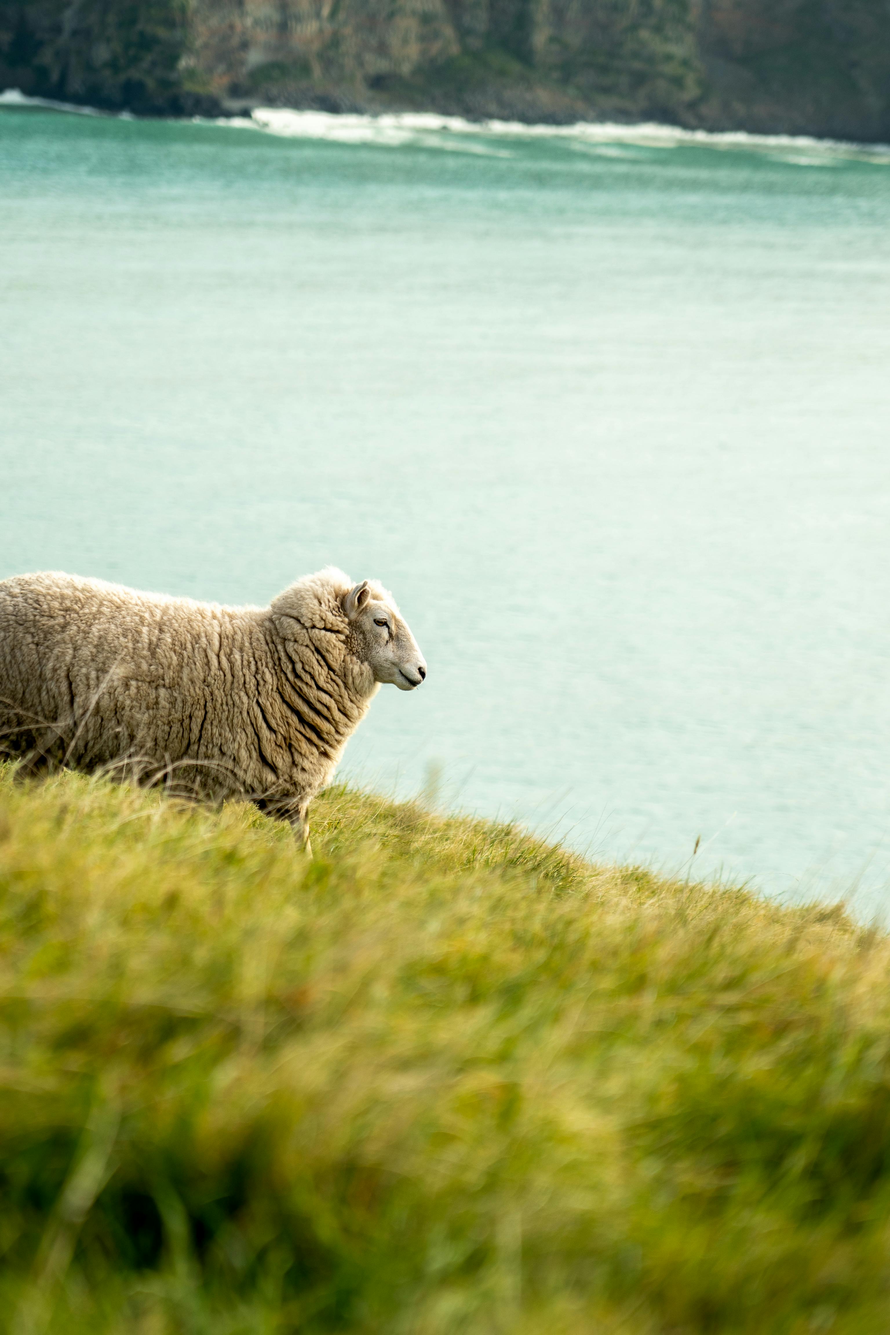 Sheep on Pasture on Sea Shore · Free Stock Photo