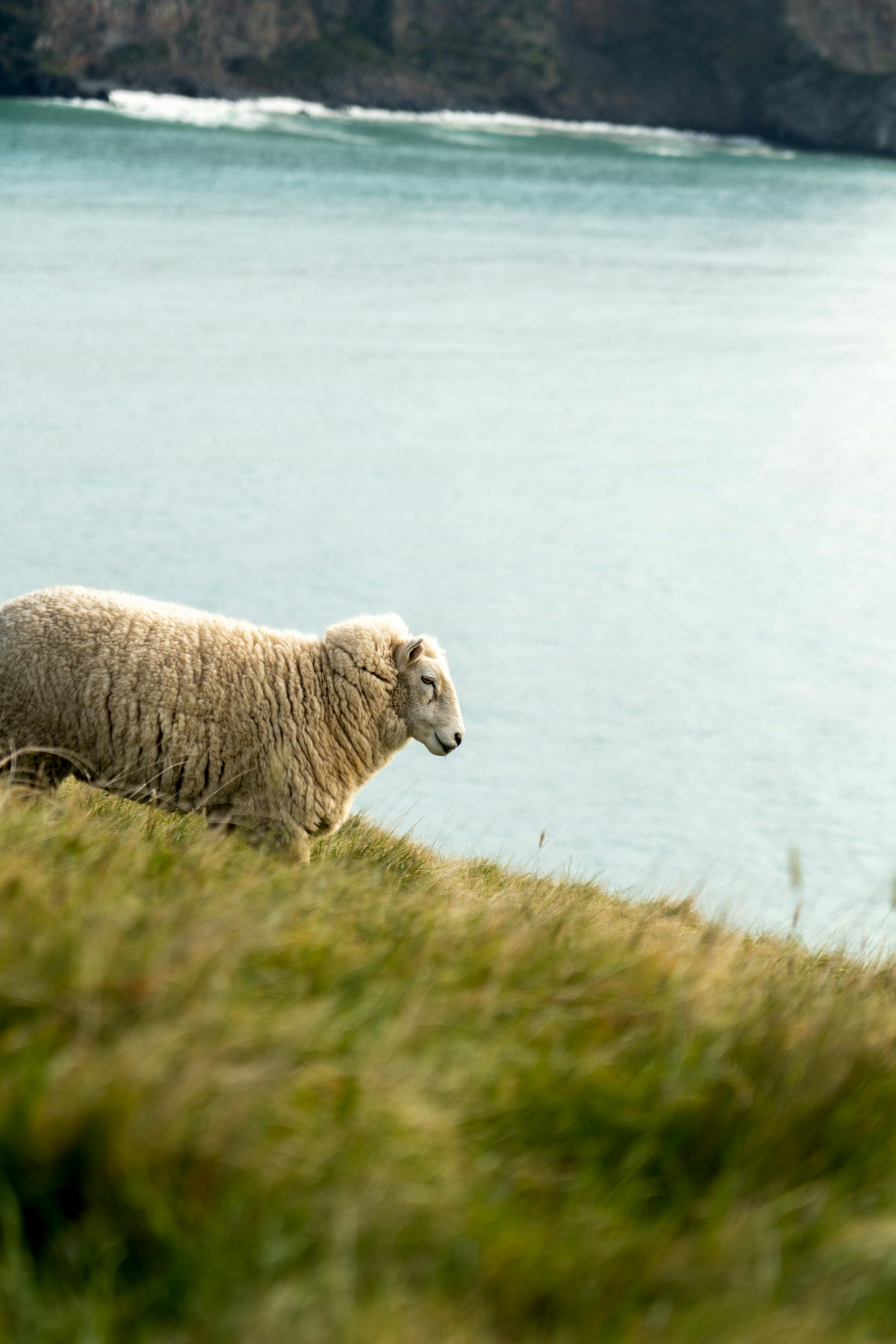 Sea Sheep Photos, Download The BEST Free Sea Sheep Stock Photos & HD Images