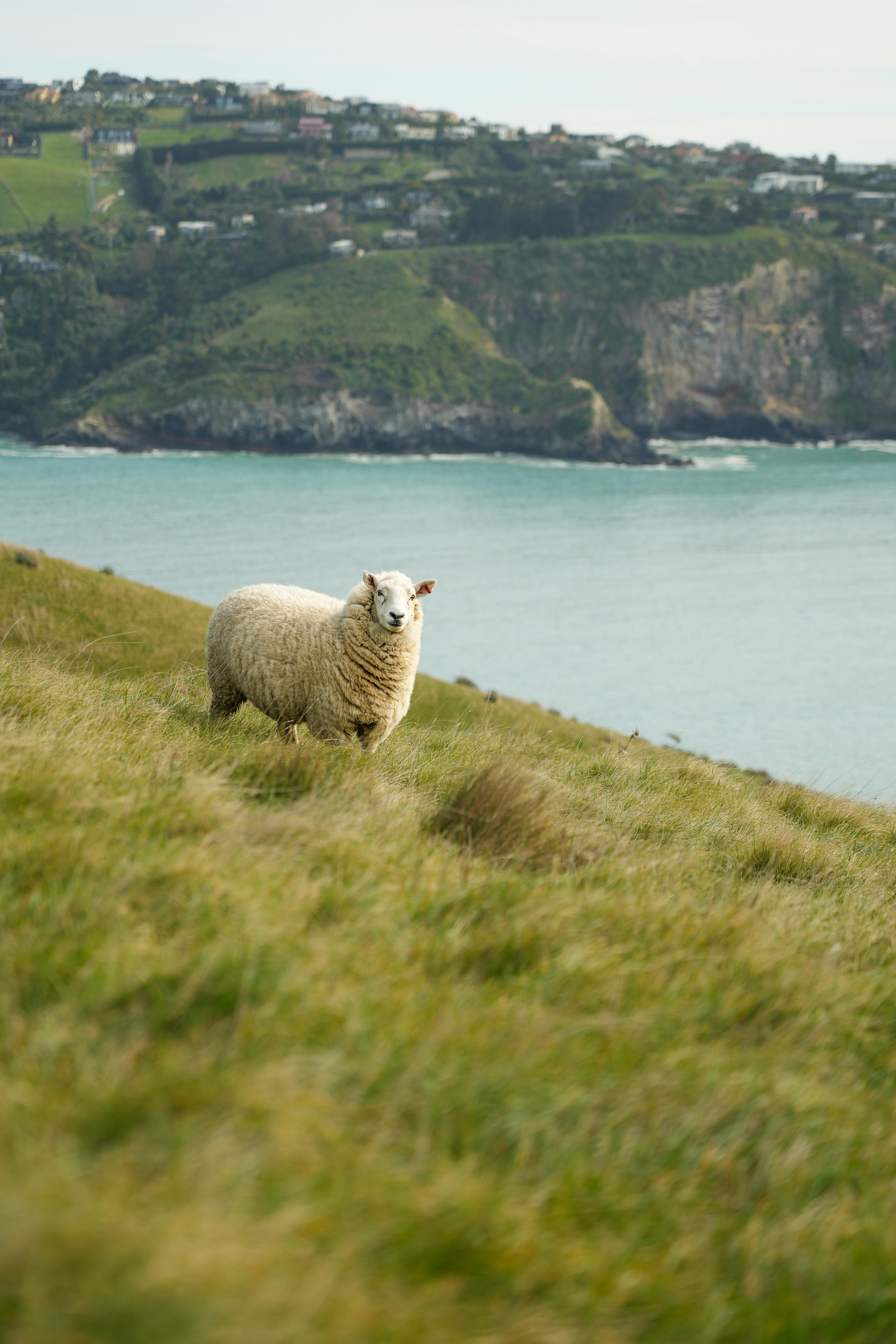 Sheep in Seaside · Free Stock Photo