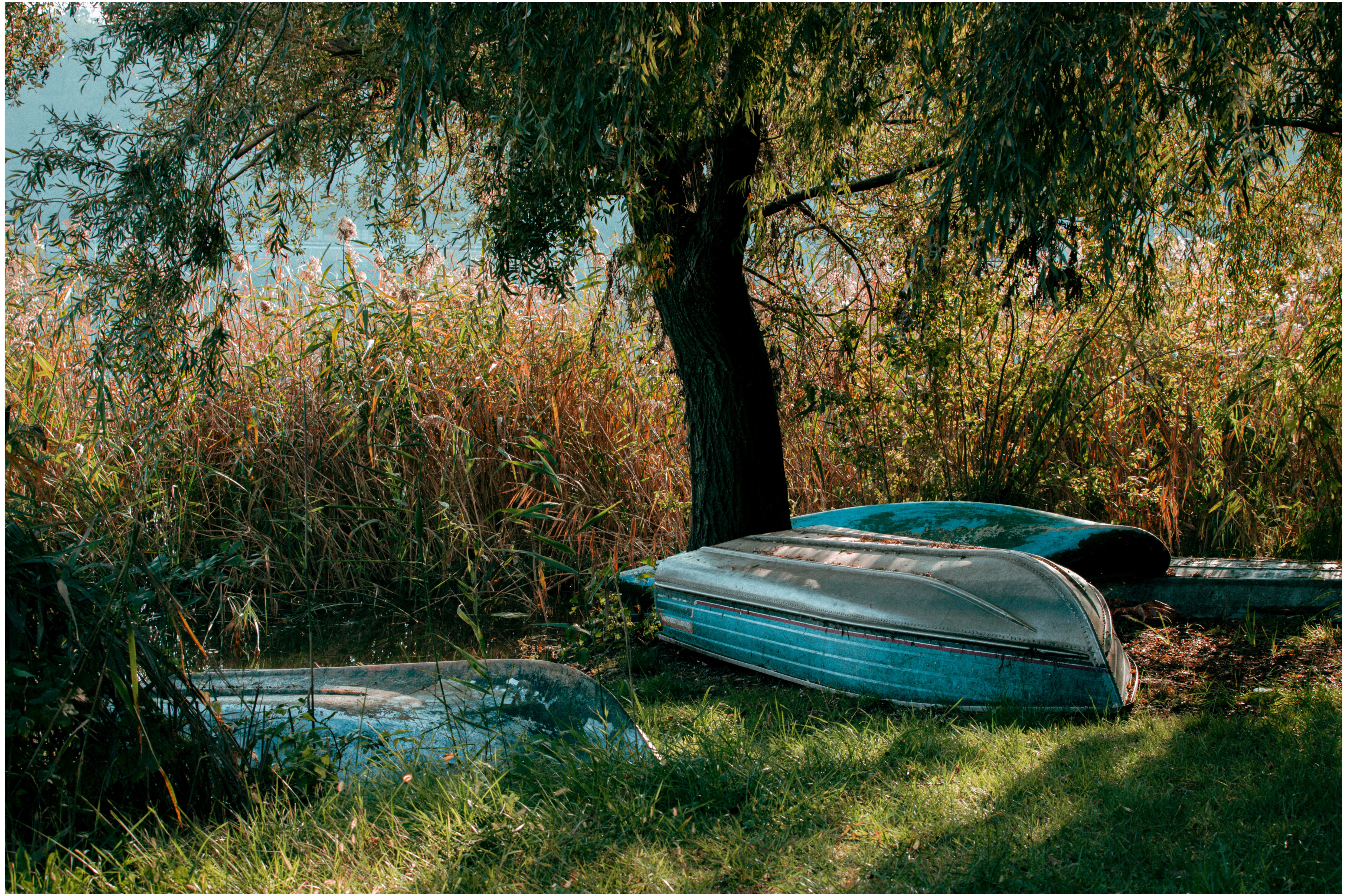 Wooden Boats near Tree · Free Stock Photo