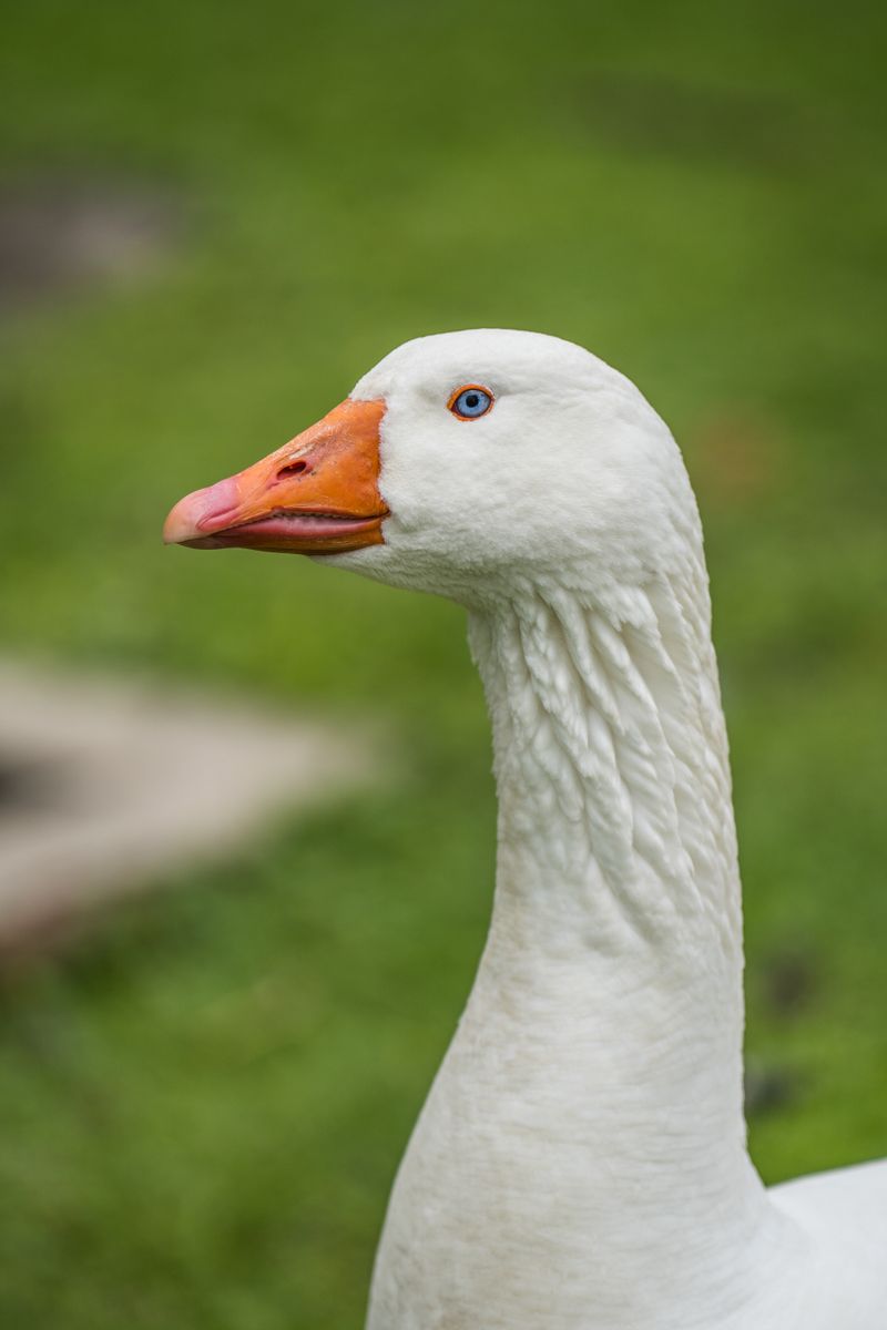 Cute Goose Photos, Download The BEST Free Cute Goose Stock Photos & HD ...
