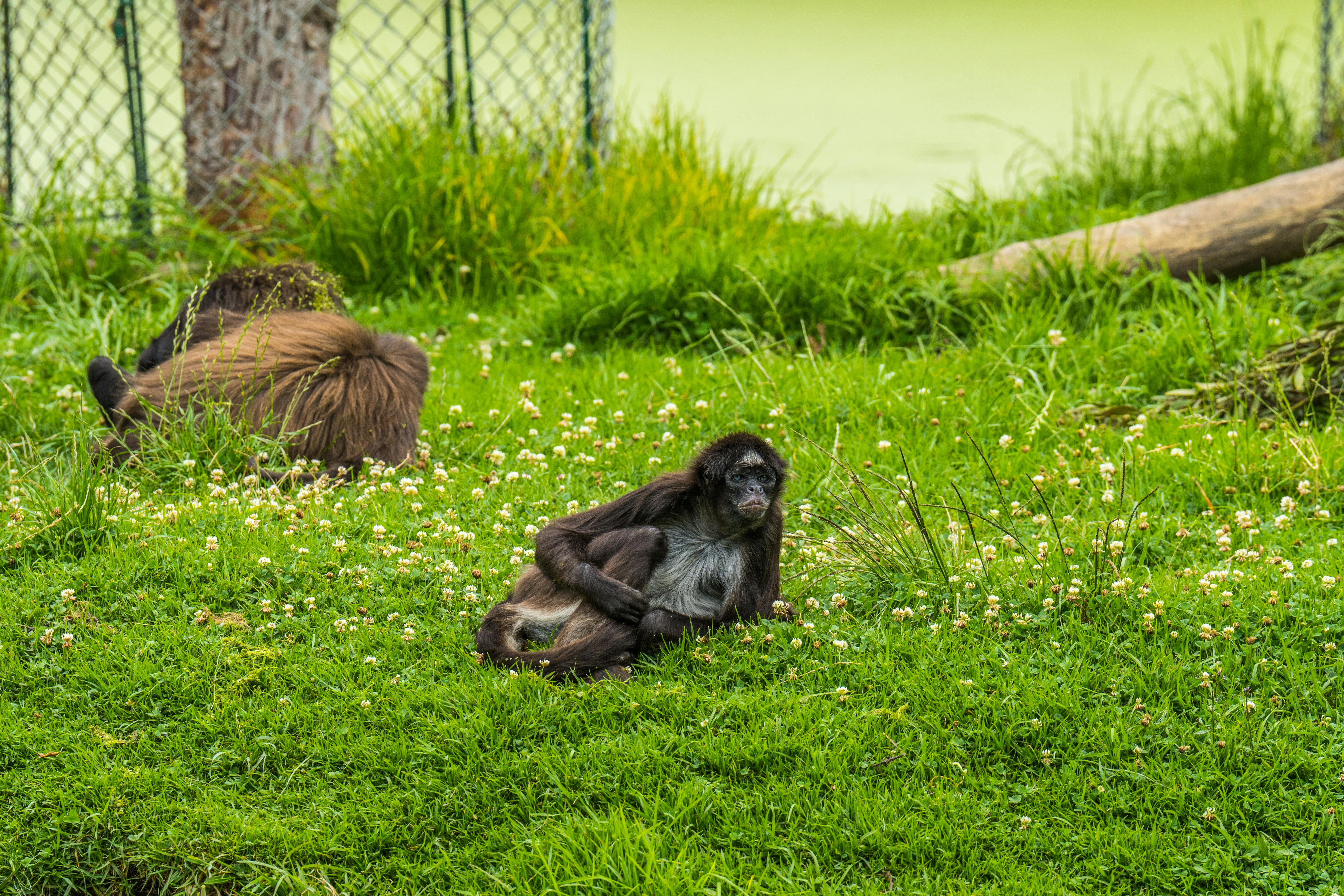 A Spider Monkey Lying on Green Grass · Free Stock Photo