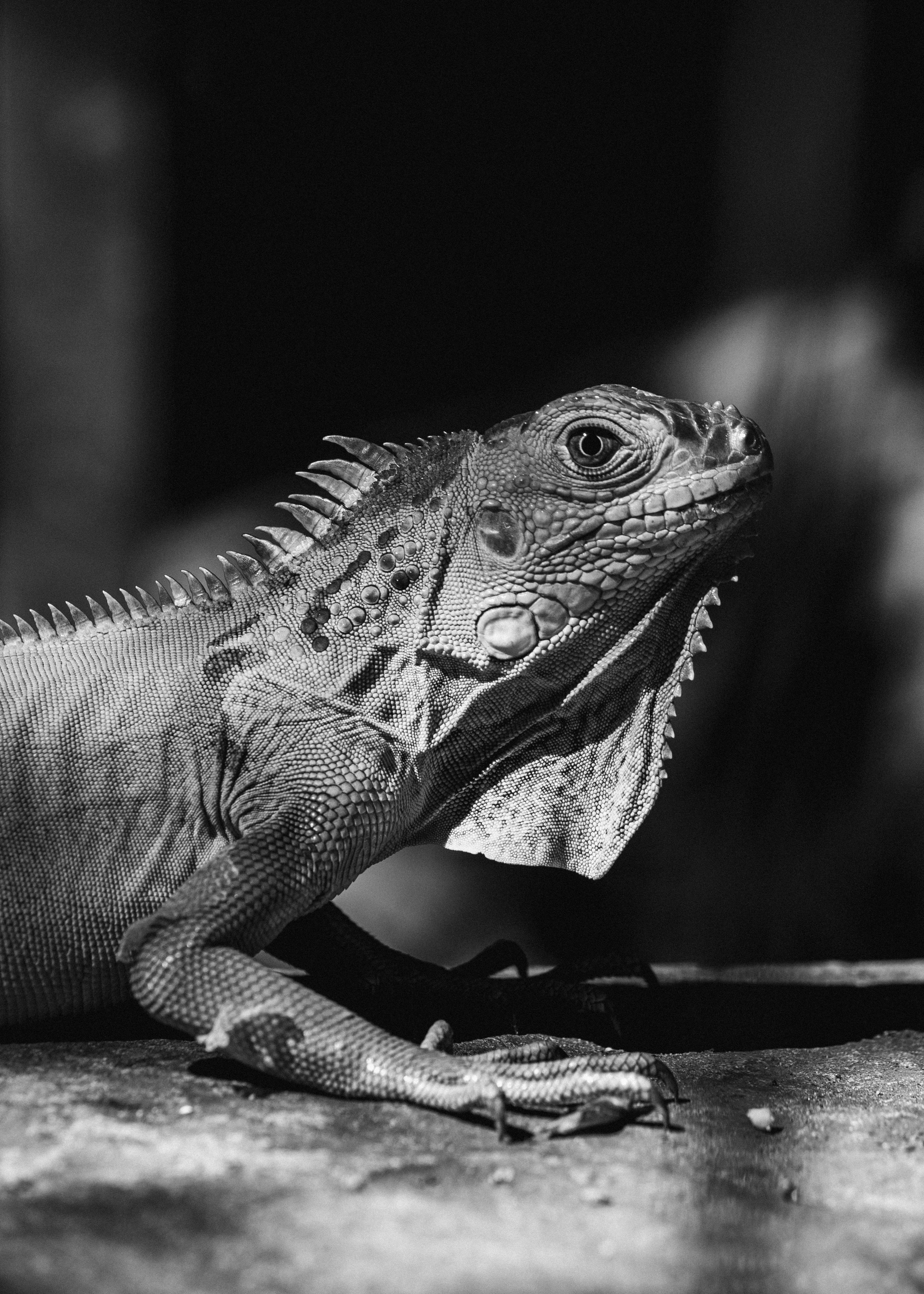 Brown and Green Iguana on Grass Field · Free Stock Photo
