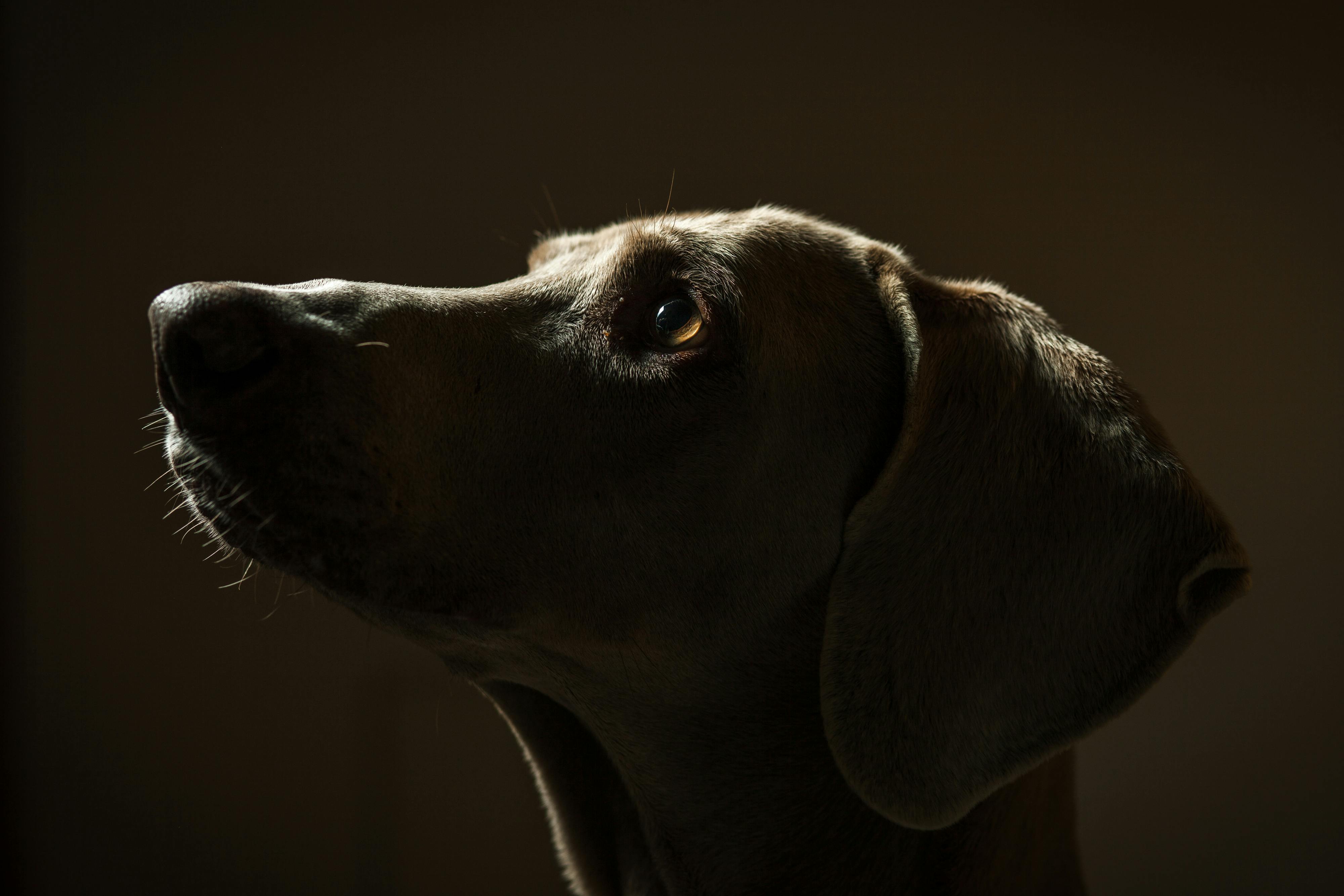 Head of Dog · Free Stock Photo