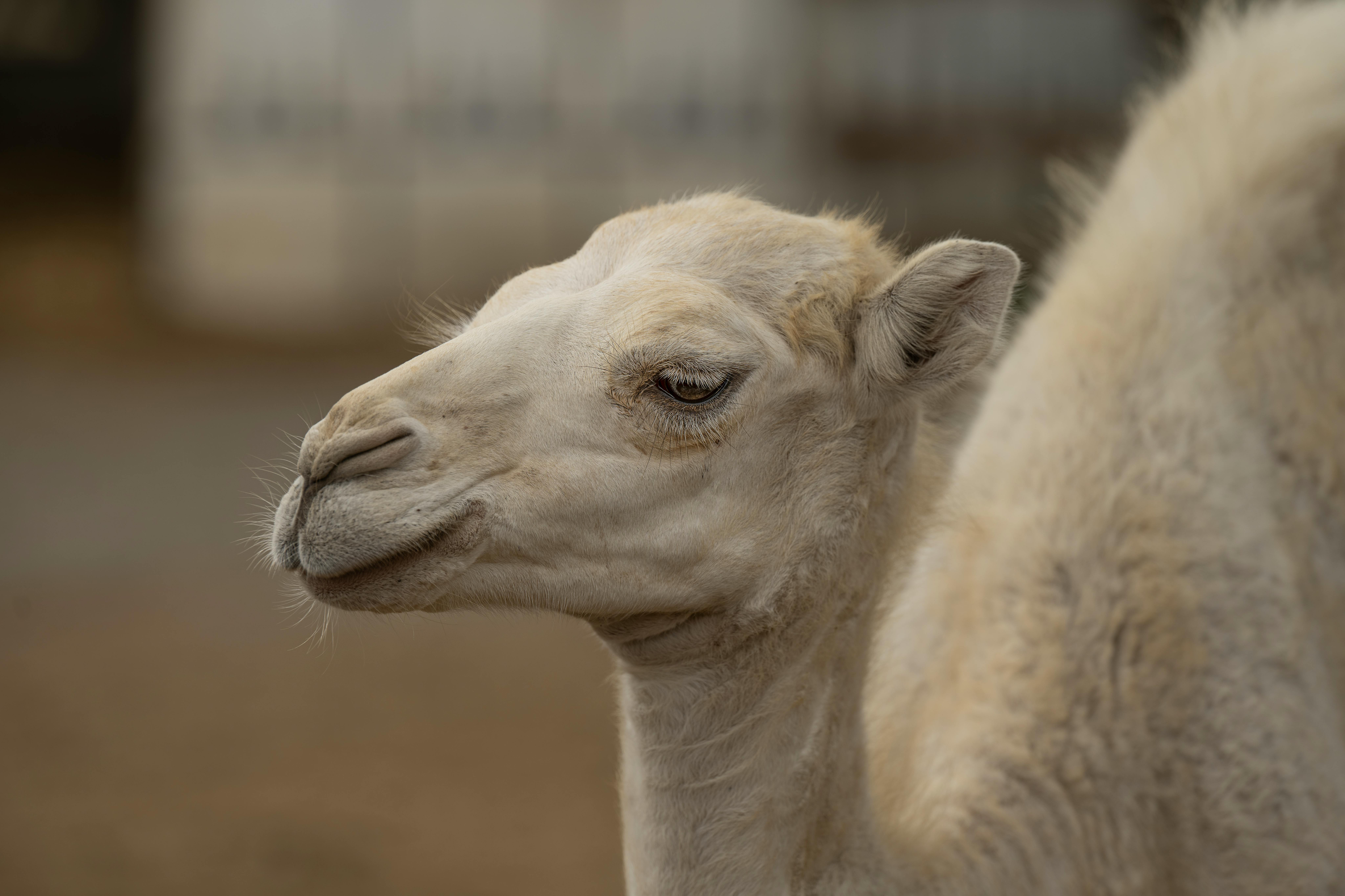 Camel Coloured Background Photos, Download The BEST Free Camel Coloured ...