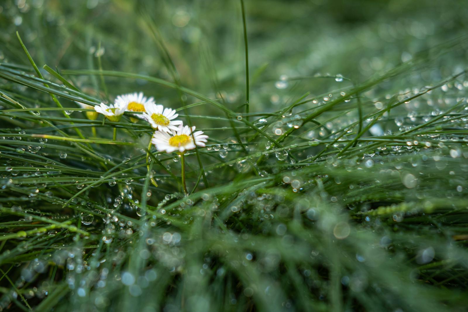 Spring Rain Photos, Download The BEST Free Spring Rain Stock Photos ...