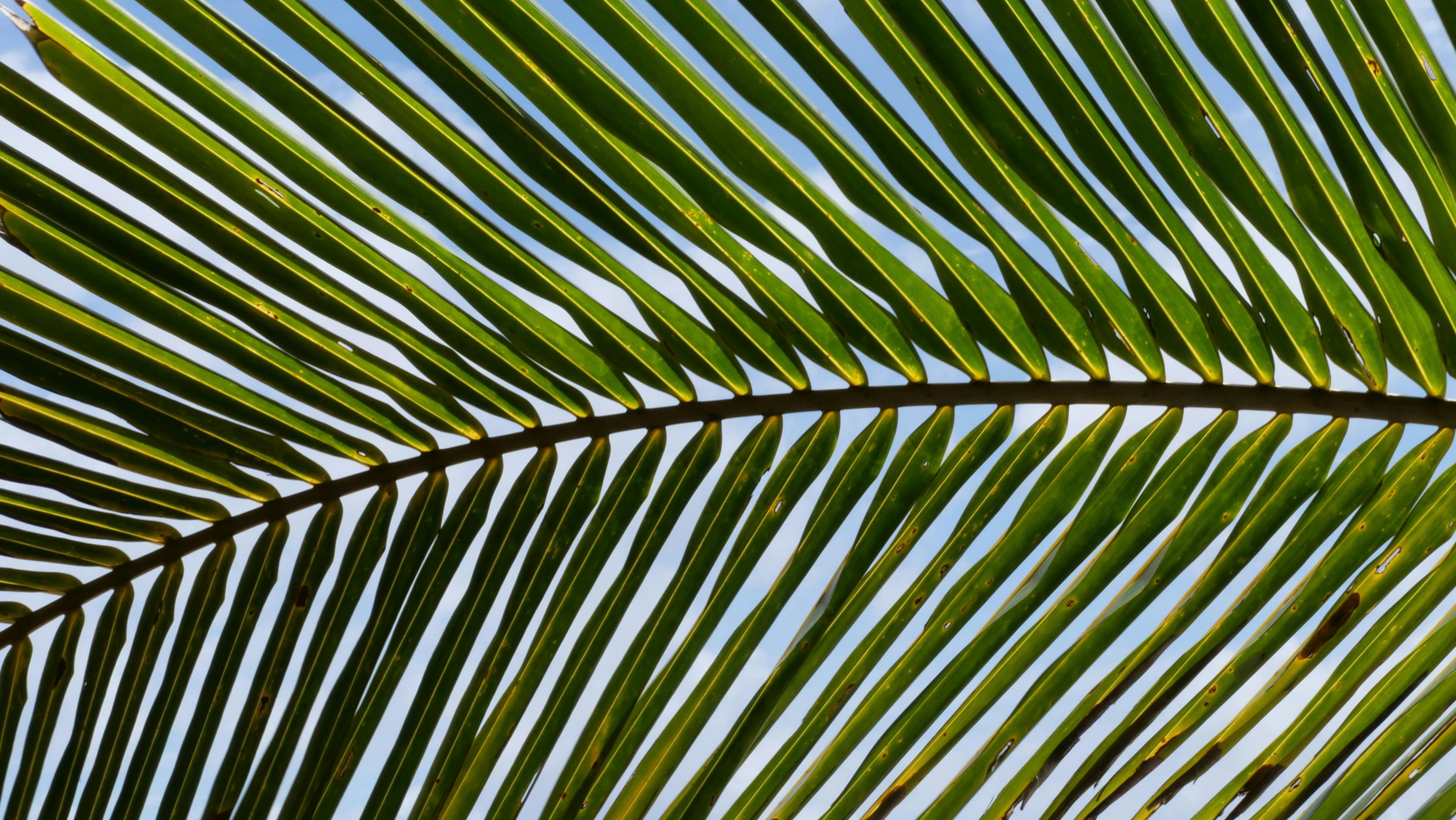 Low Angle Photo of Linear Leaf Plant · Free Stock Photo