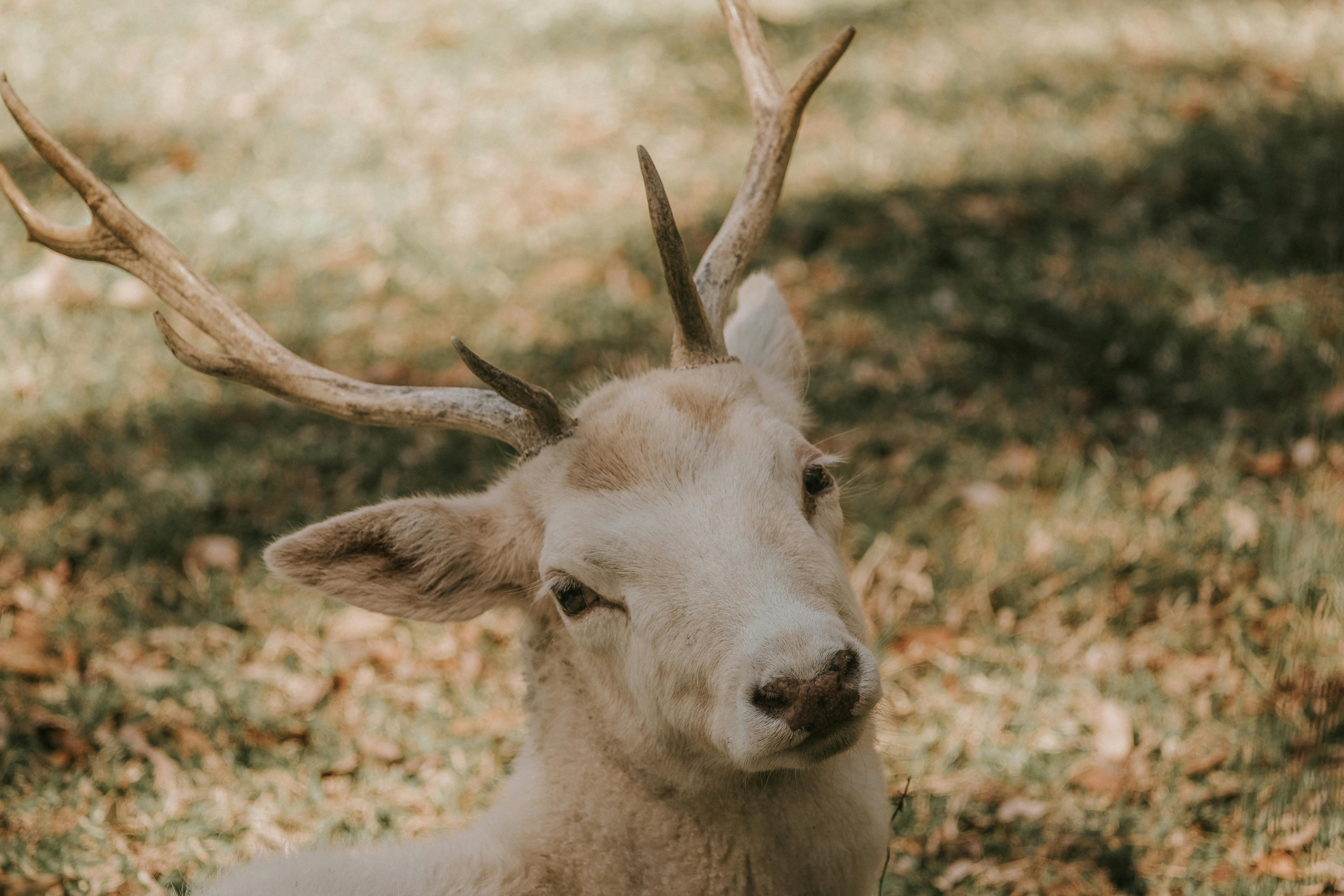 Head of Buck · Free Stock Photo