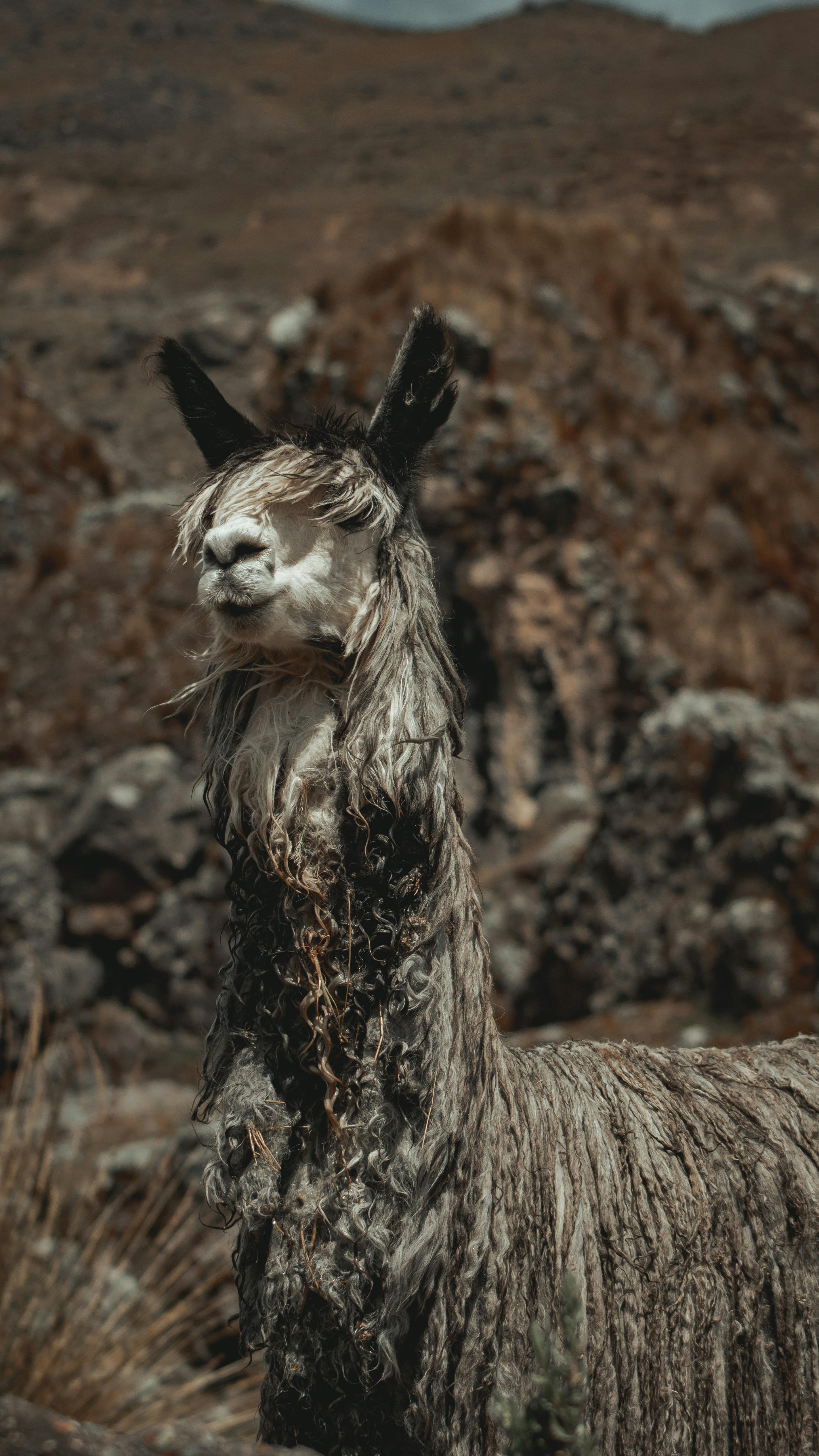 A Llama with Dirty Fur on a Field · Free Stock Photo
