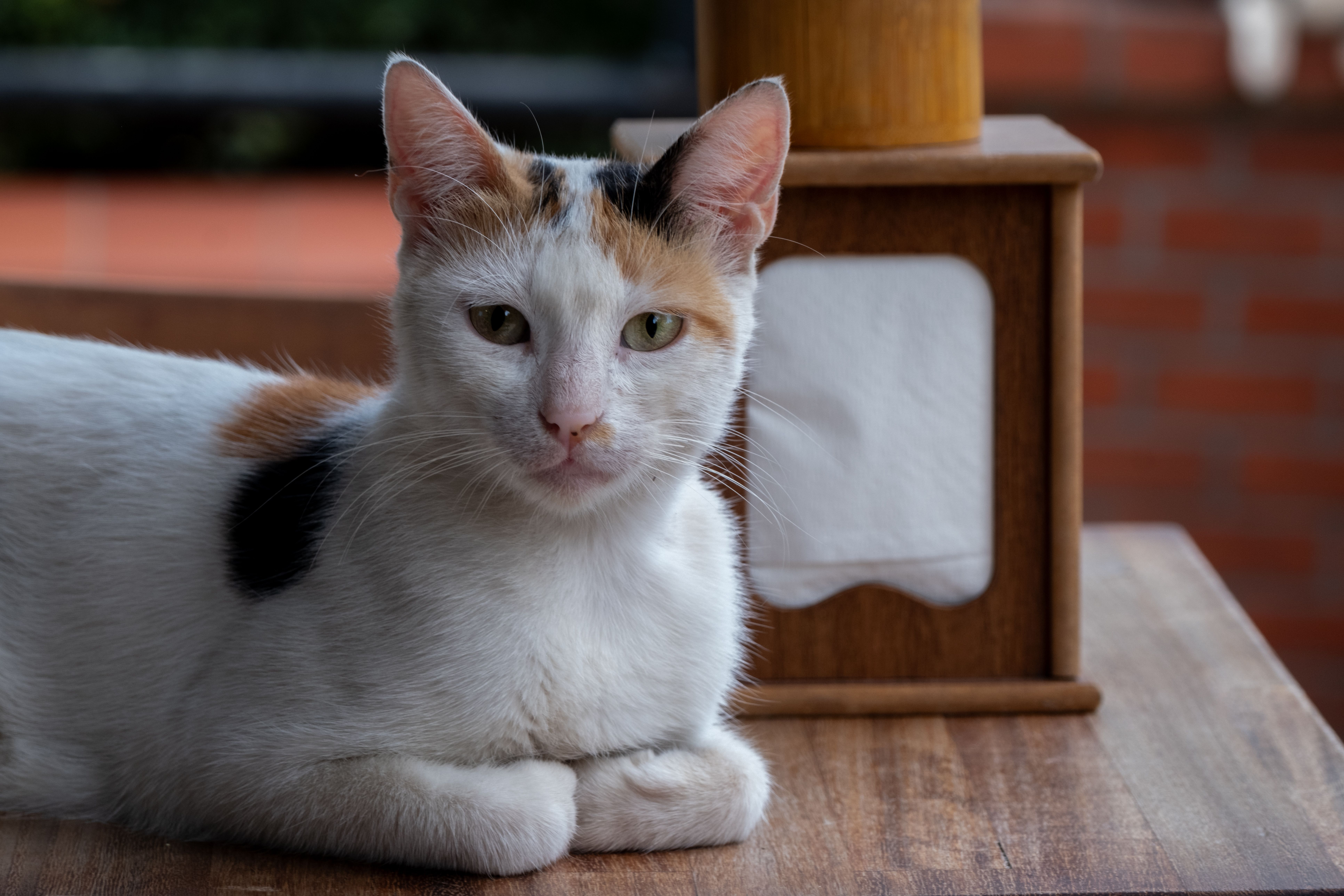A calico cat sitting on a table next to a wooden box · Free Stock Photo