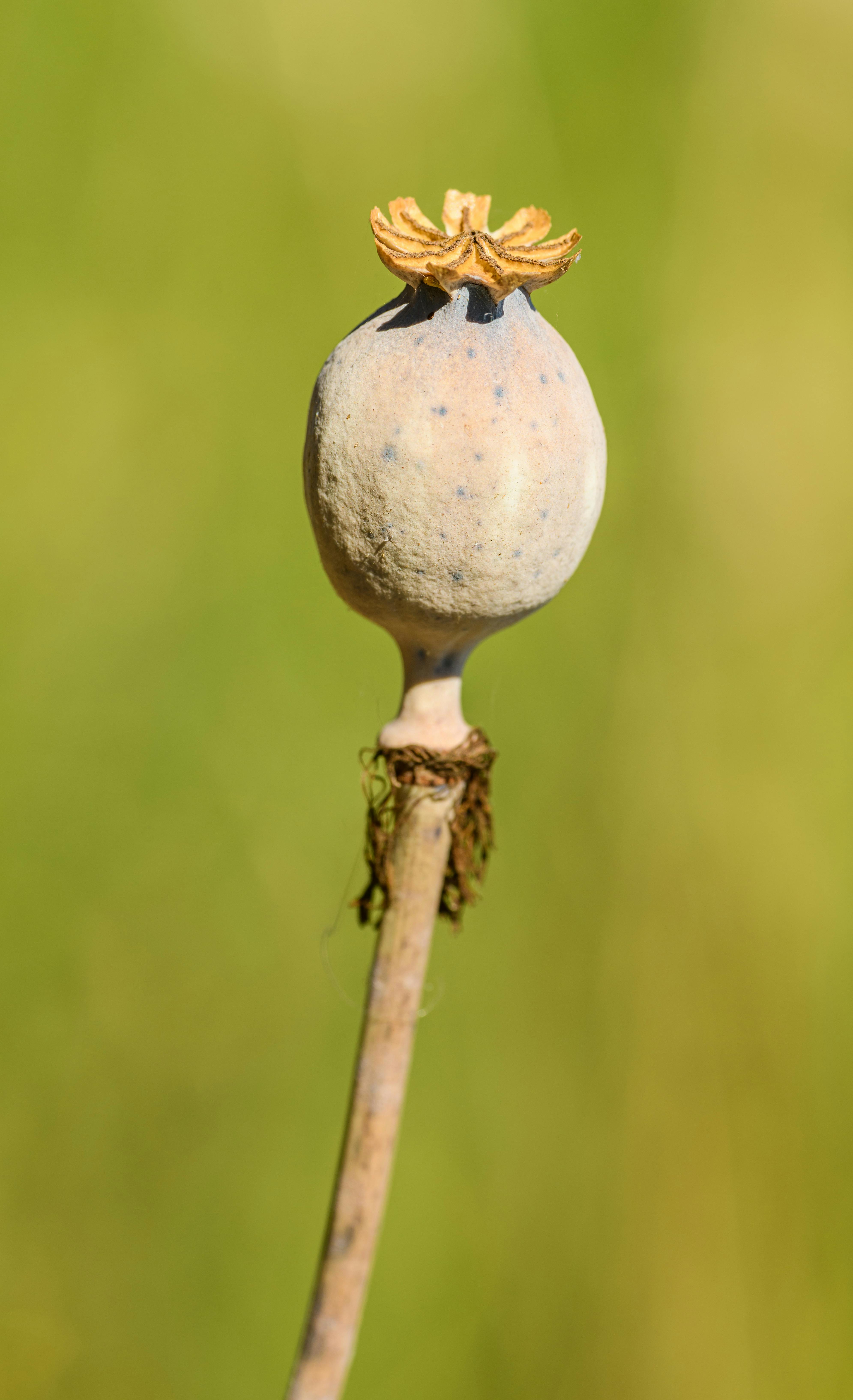 Dried Poopy Pods on Beige Surface · Free Stock Photo