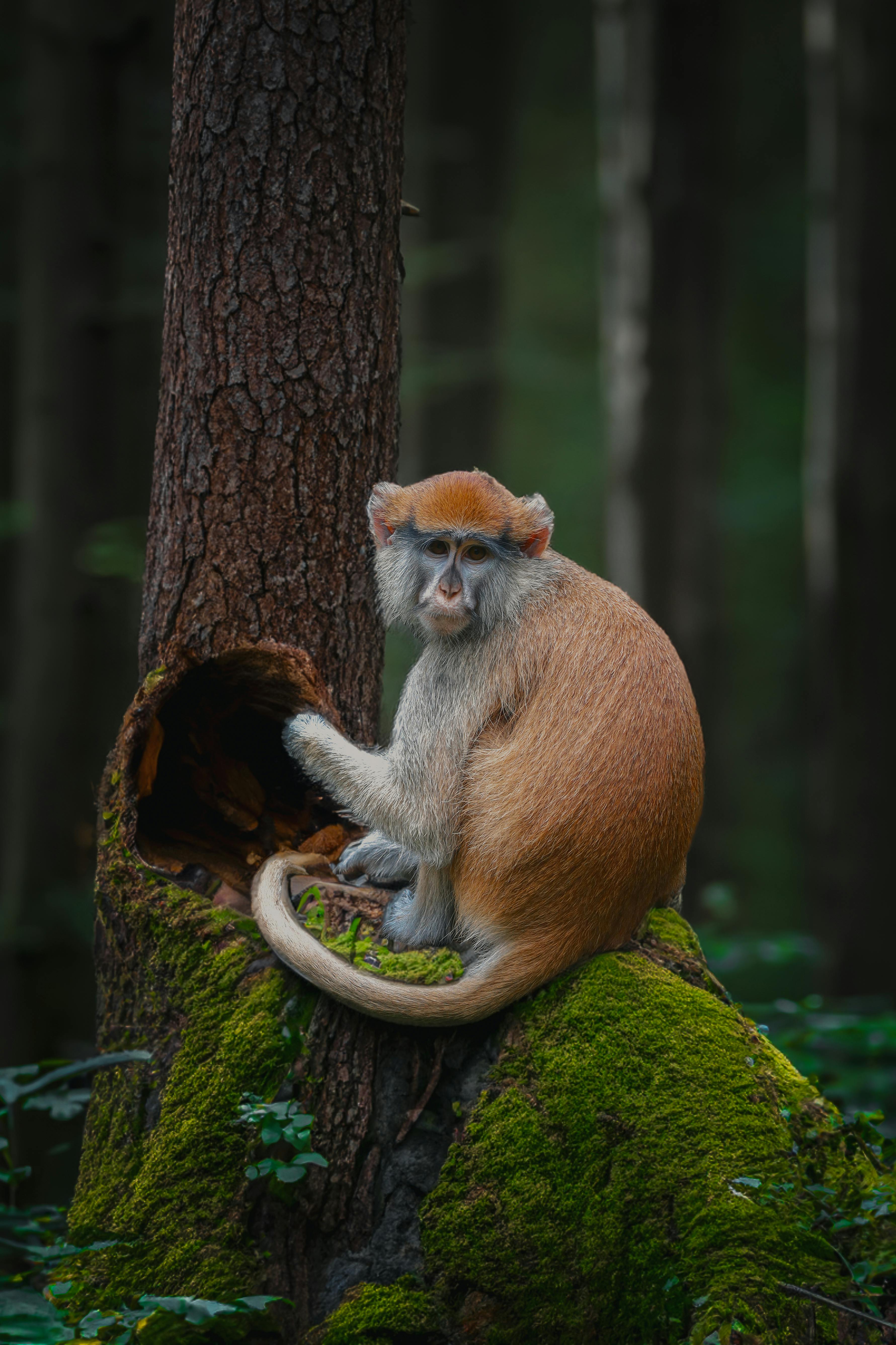 Maymun · Free Stock Photo