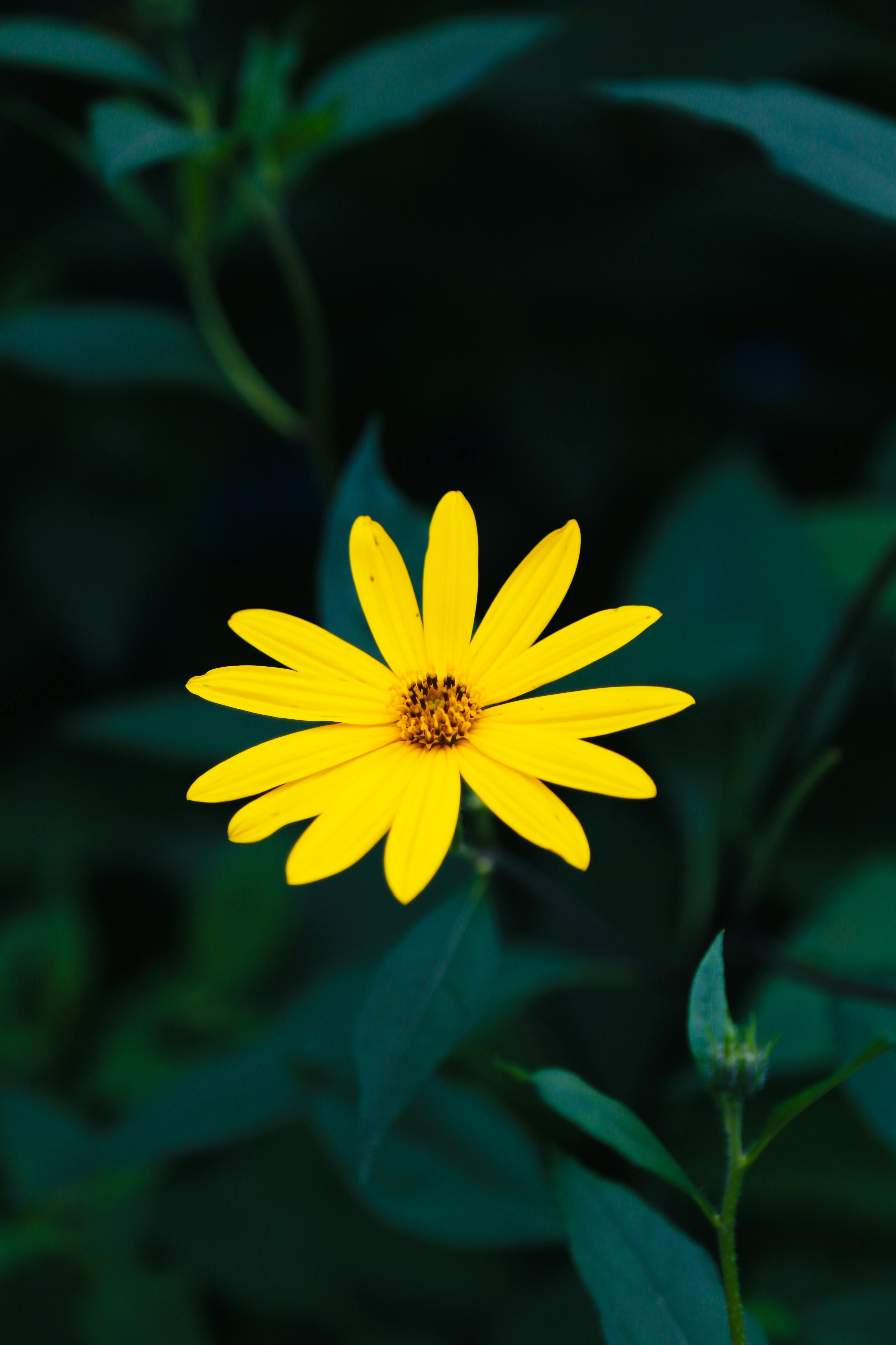 Person Holding Three Common Sunflowers in Vase · Free Stock Photo