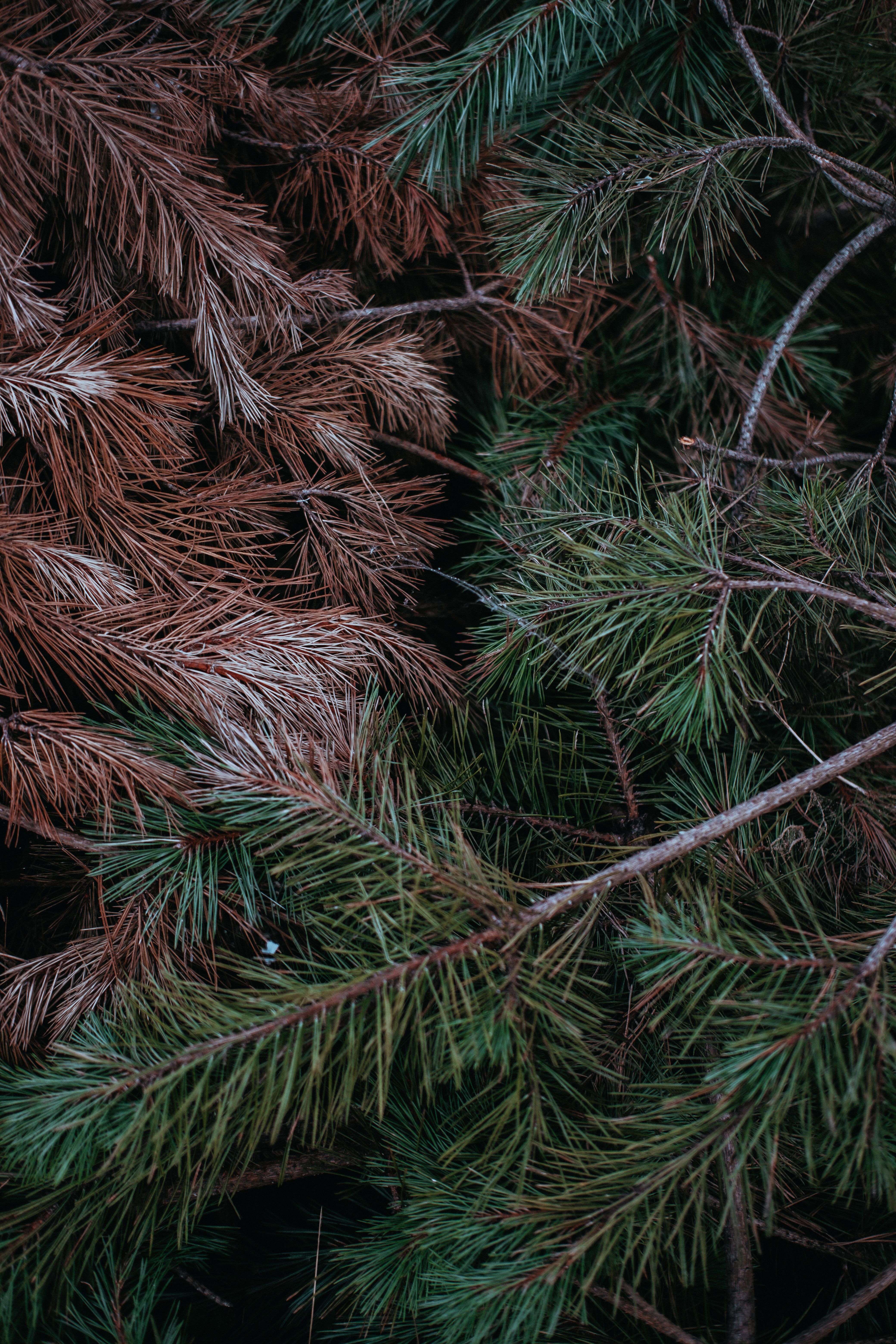 Close-up of Conifer Branches · Free Stock Photo