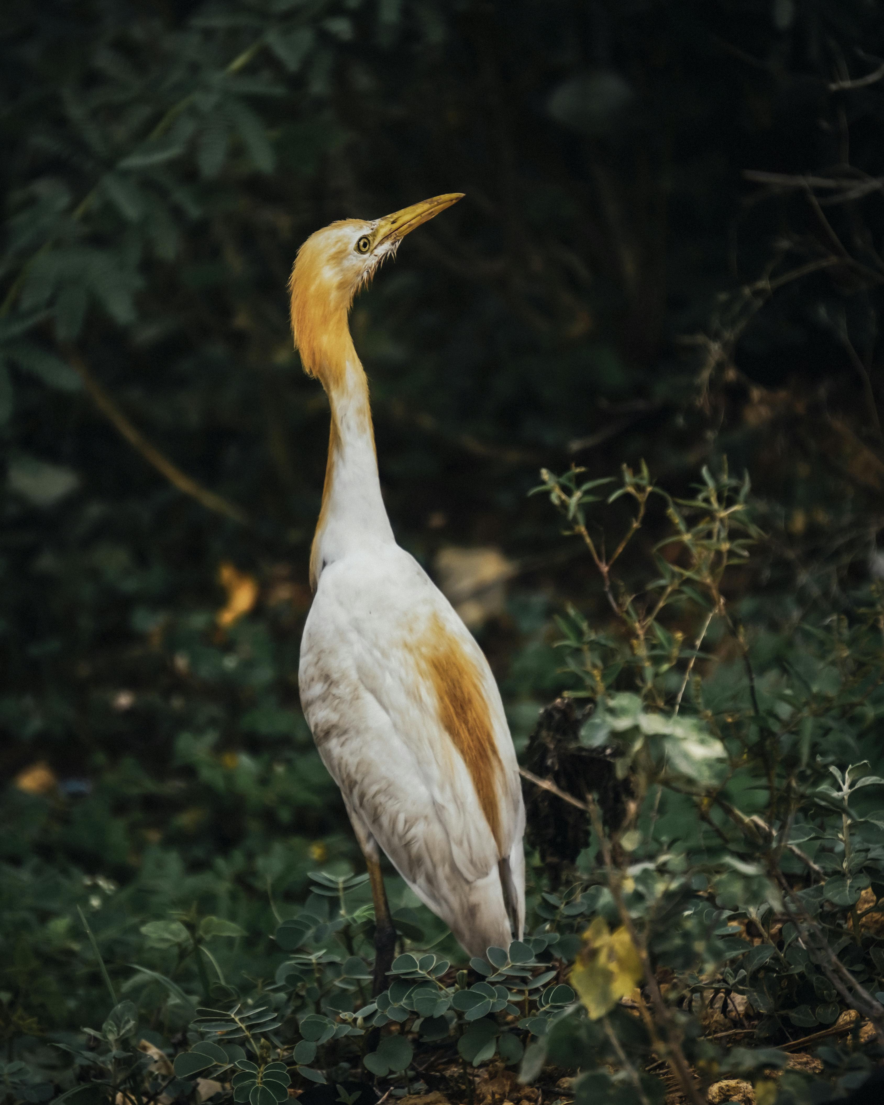 Egret wit Golden Head · Free Stock Photo