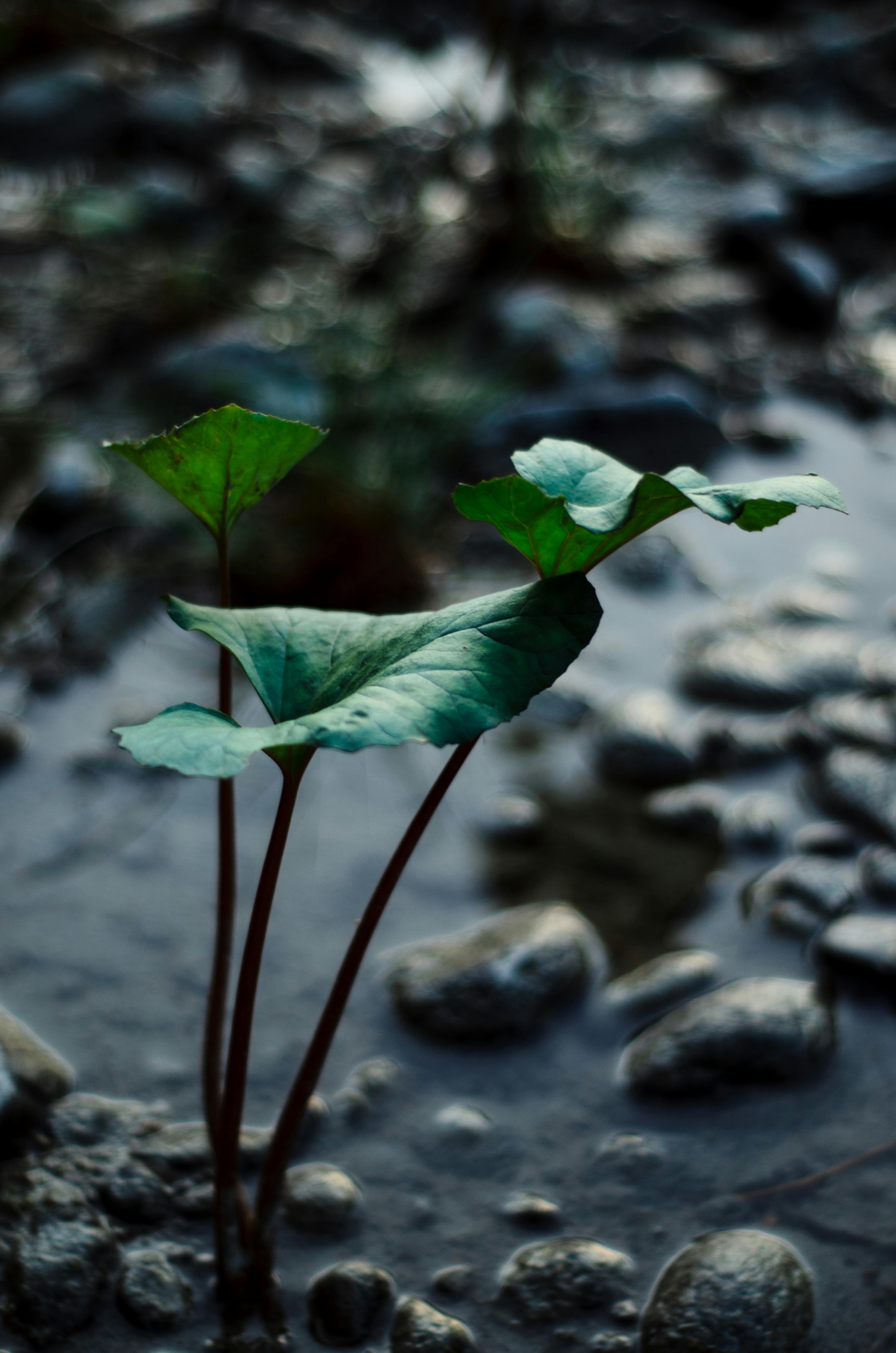 Chinar Plant Photos, Download The BEST Free Chinar Plant Stock Photos ...