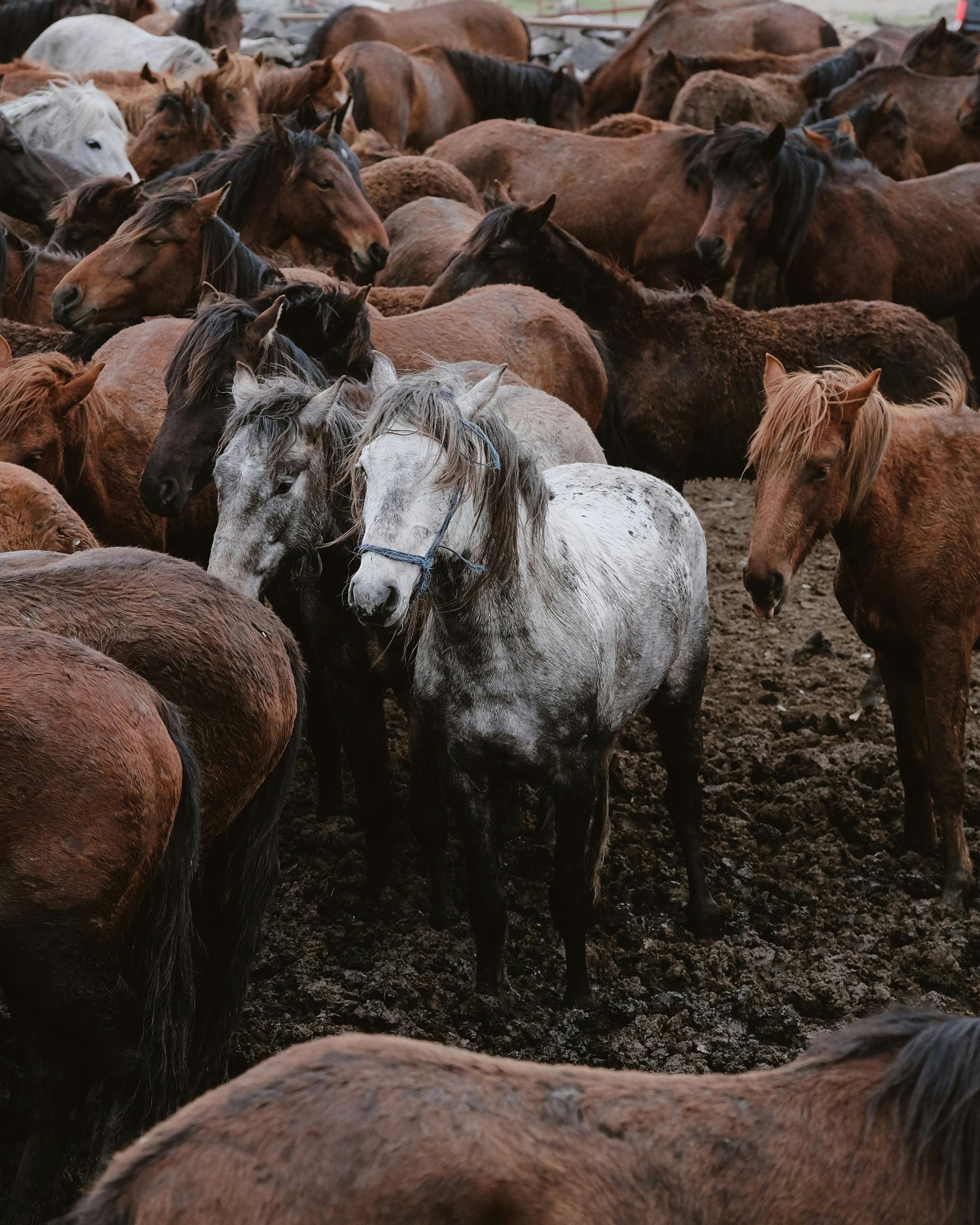 Animal Grouping Behavior Photos, Download The BEST Free Animal Grouping ...