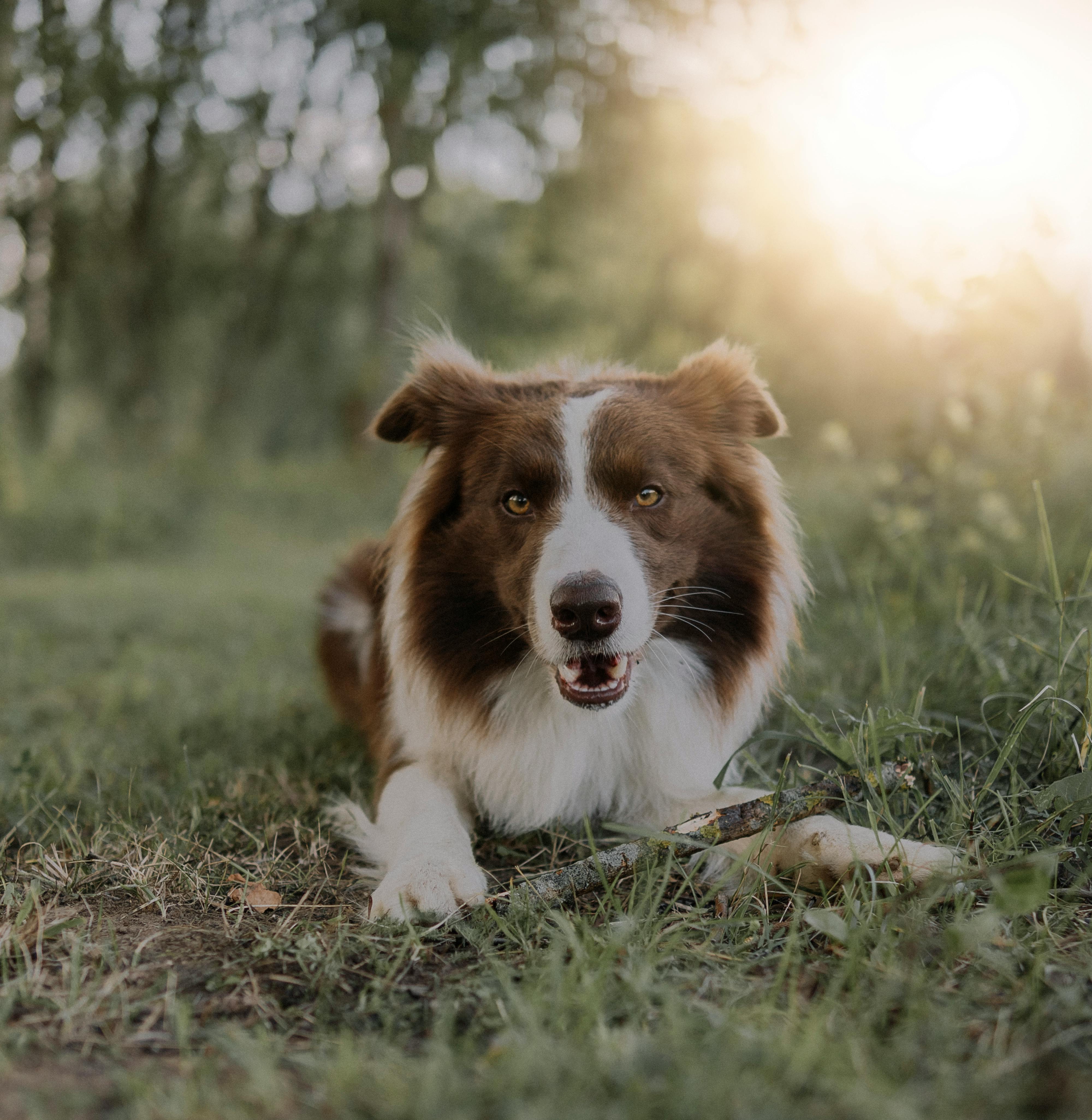 Border Collie Lying Down at Sunset · Free Stock Photo