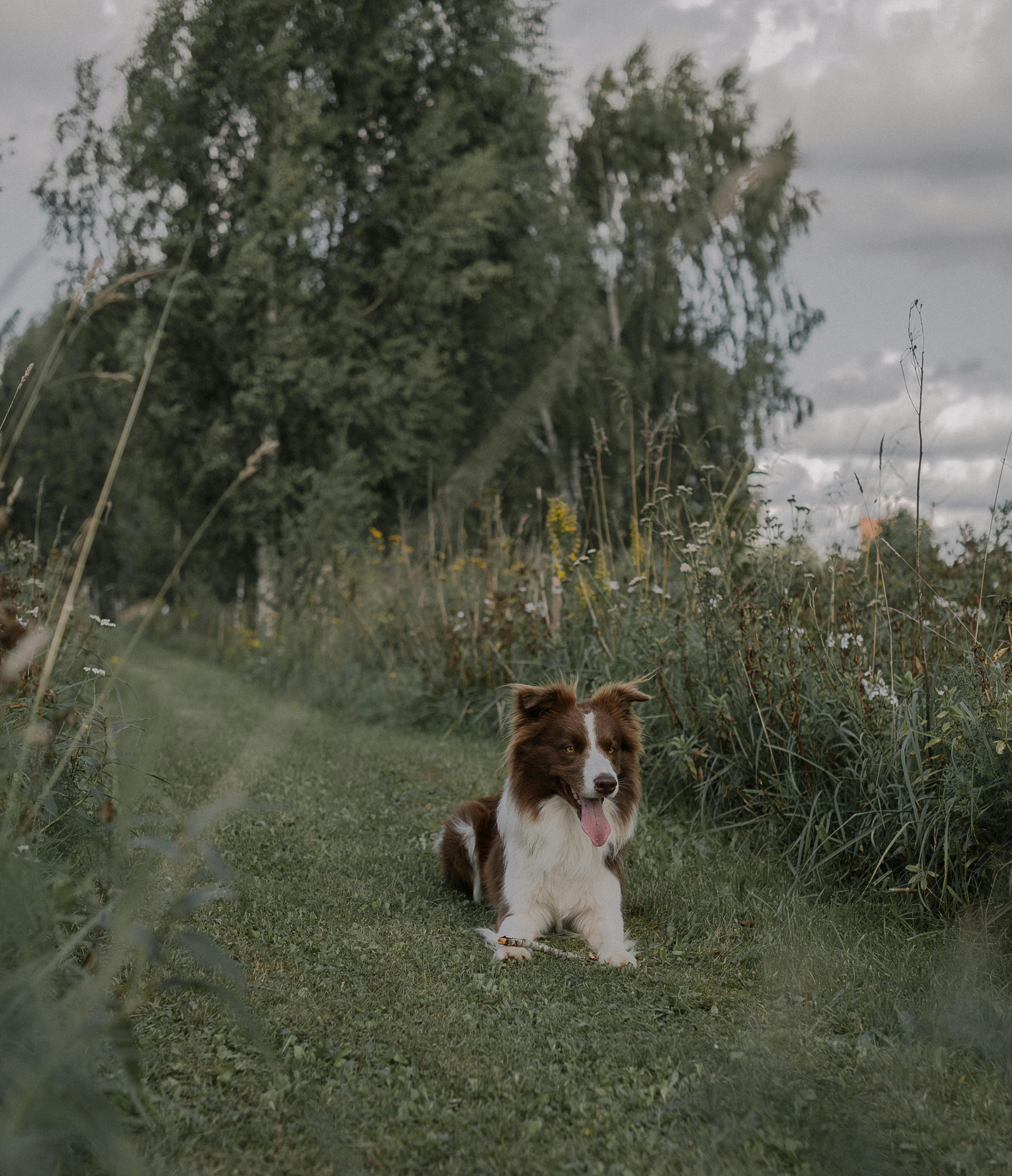 Cute Dog Photos Photos, Download The BEST Free Cute Dog Photos Stock ...