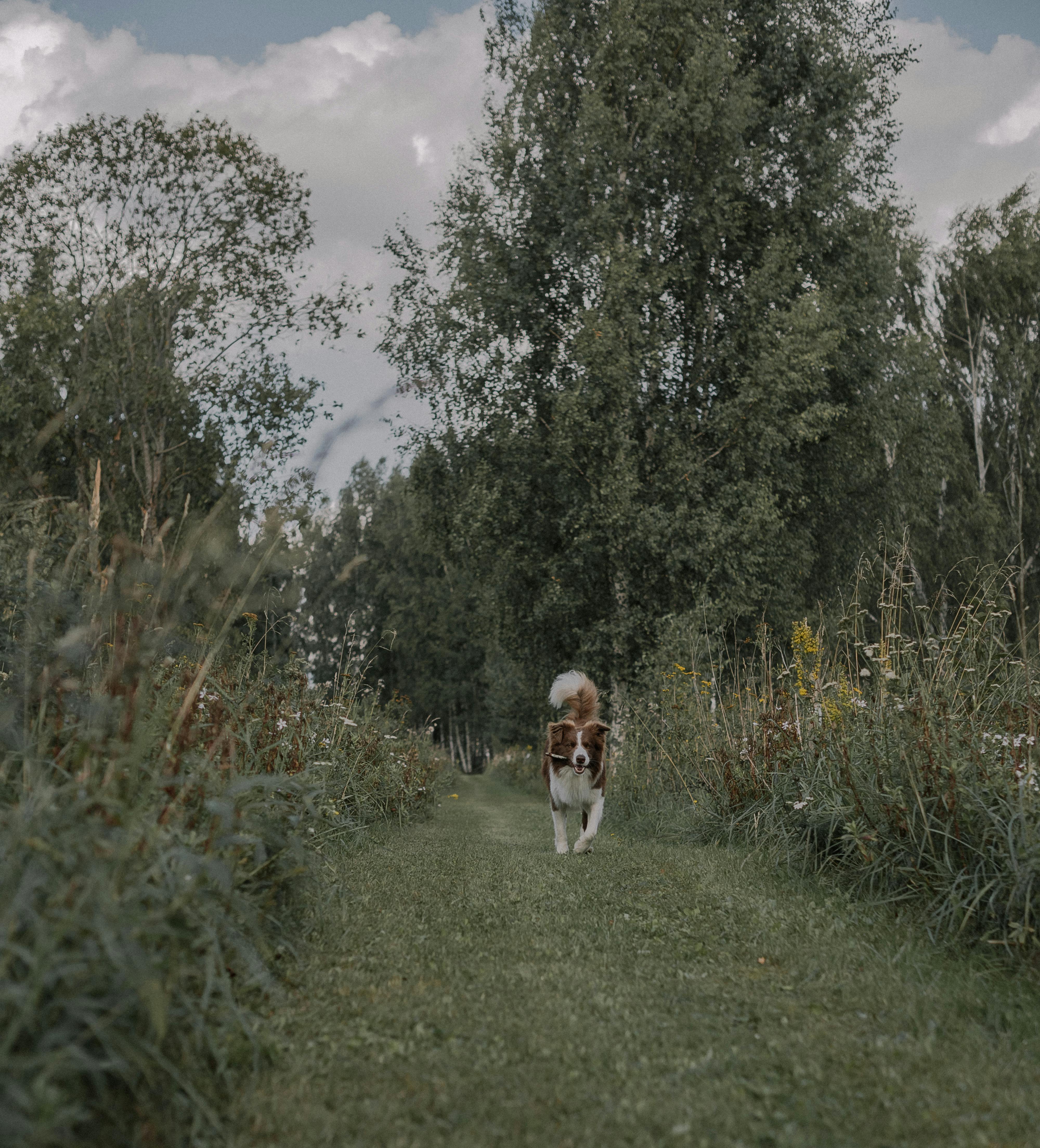 Cute Dog Walking on a Country Road · Free Stock Photo