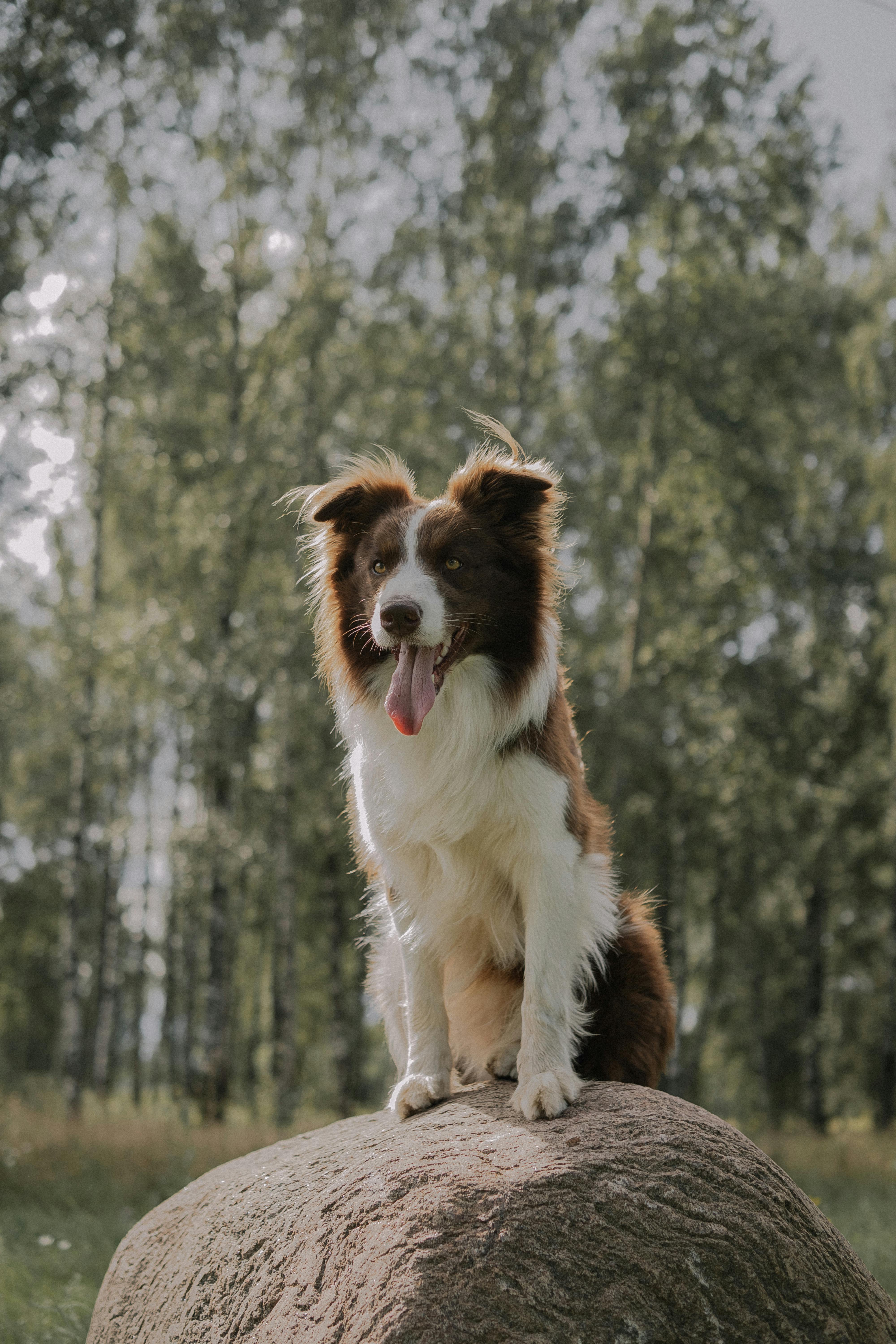 Border Collie on Rock · Free Stock Photo