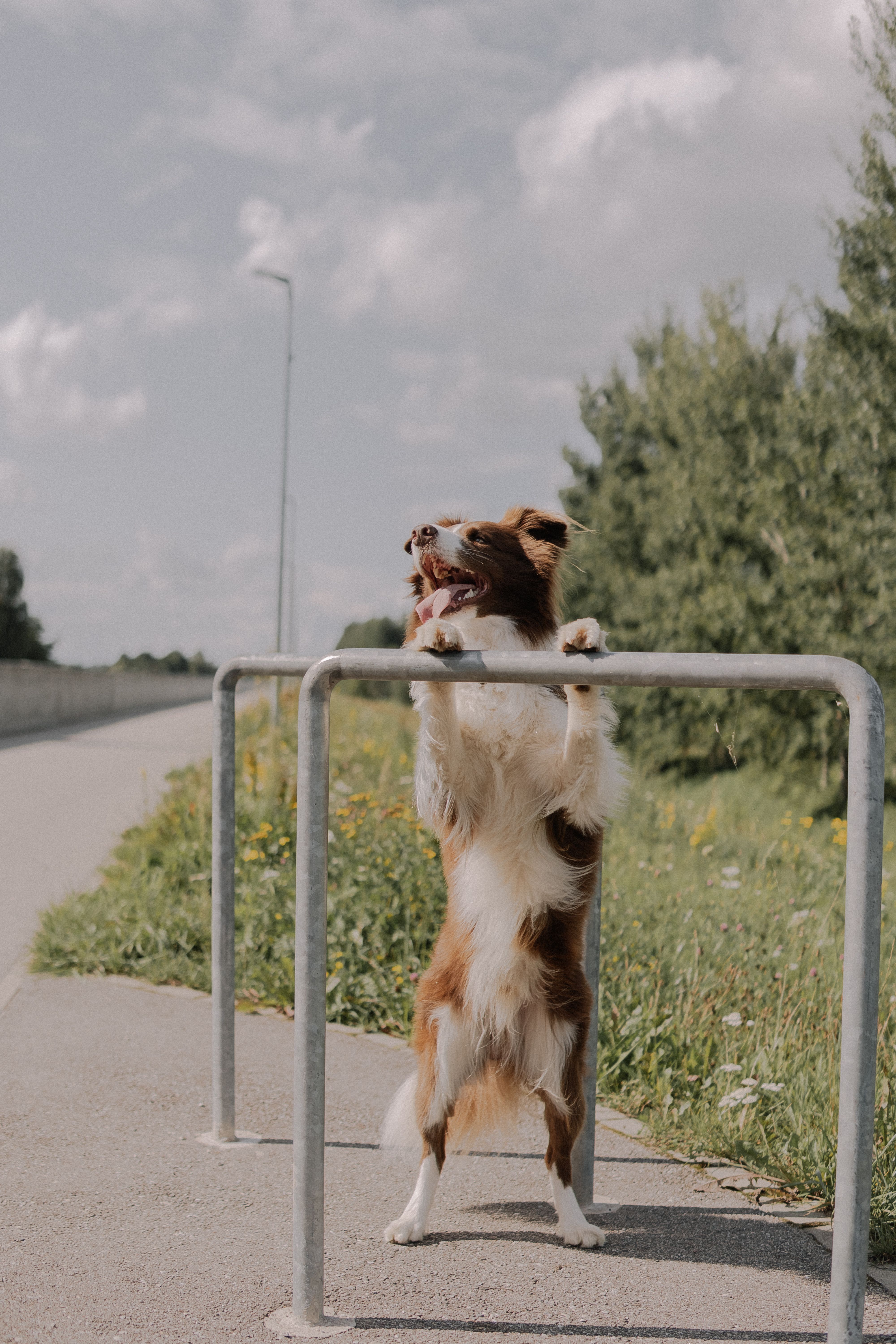 Happy Dog Playing Near the Street · Free Stock Photo