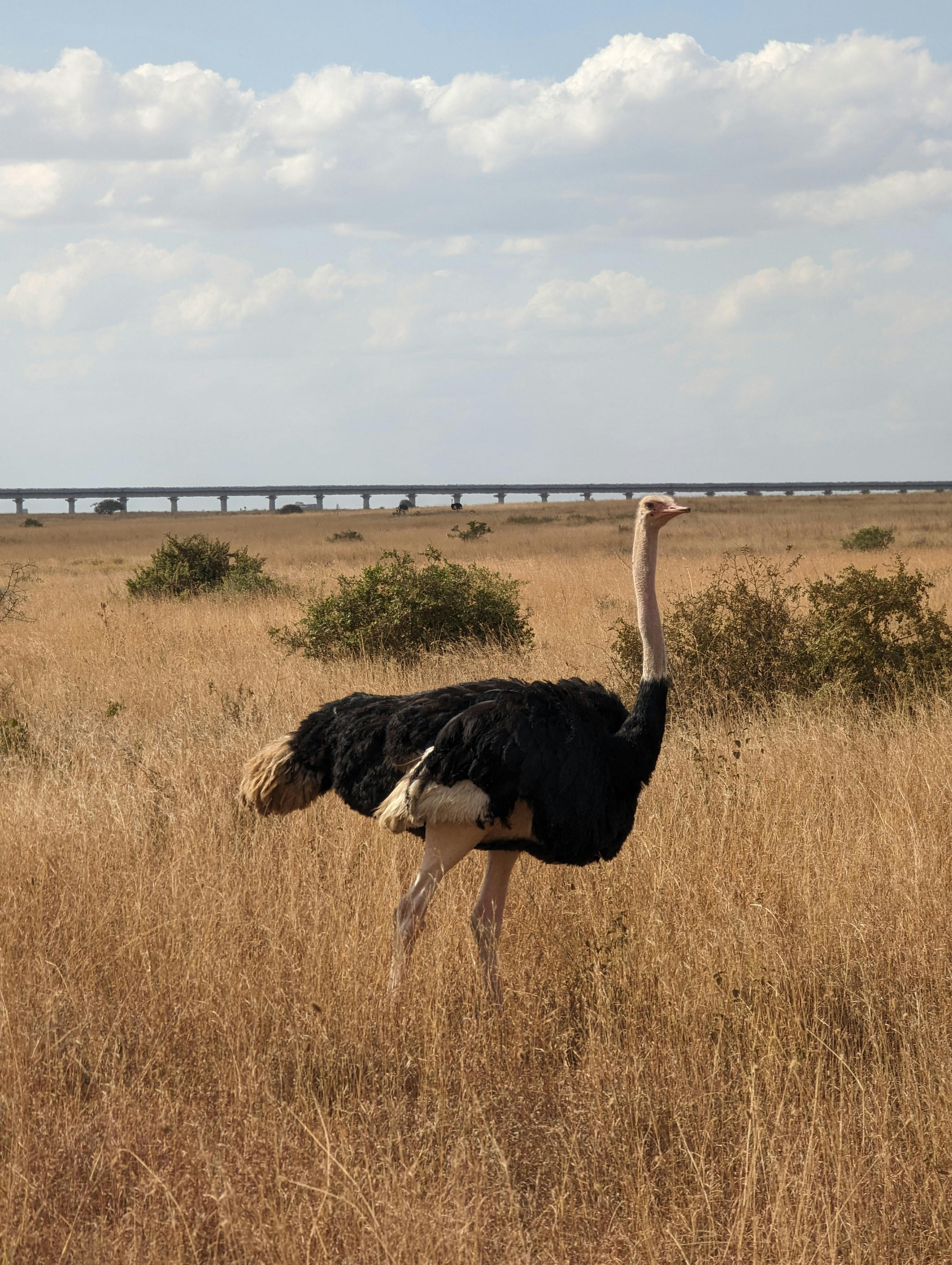 Ostrich on Grassland · Free Stock Photo
