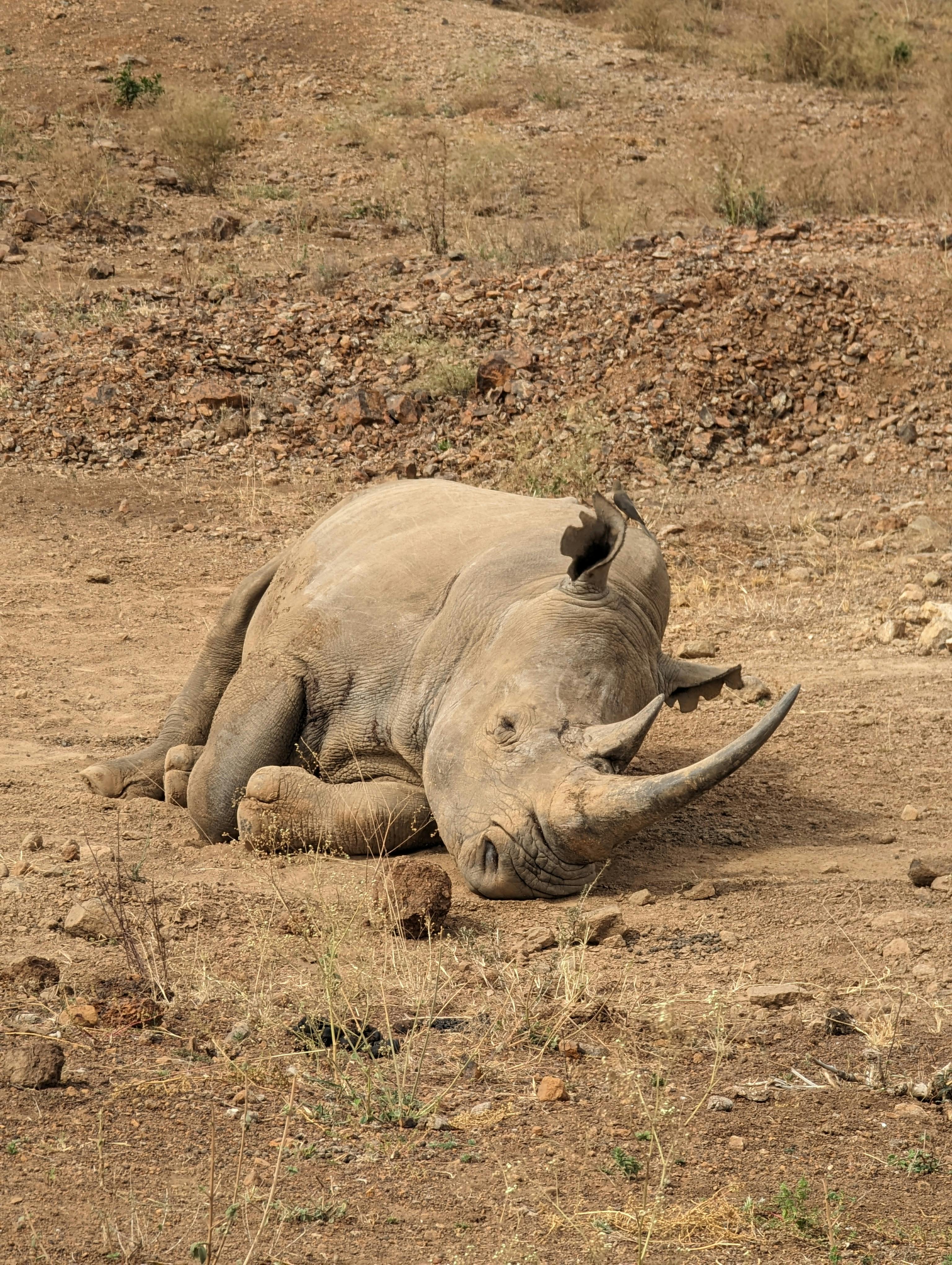 Foto de stock gratuita sobre áfrica, al aire libre, amenazado, animal ...