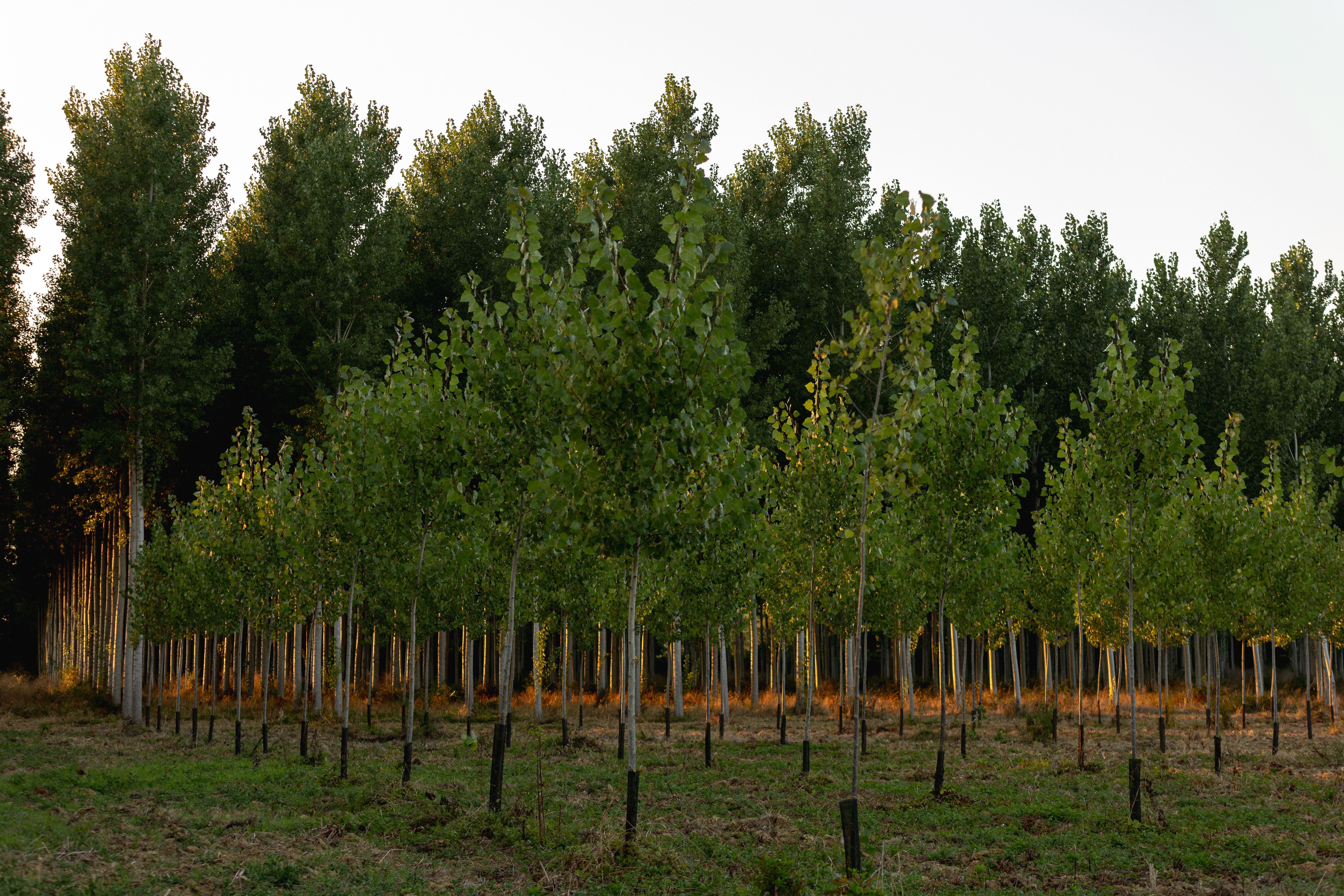 Trees Planted in Forest · Free Stock Photo