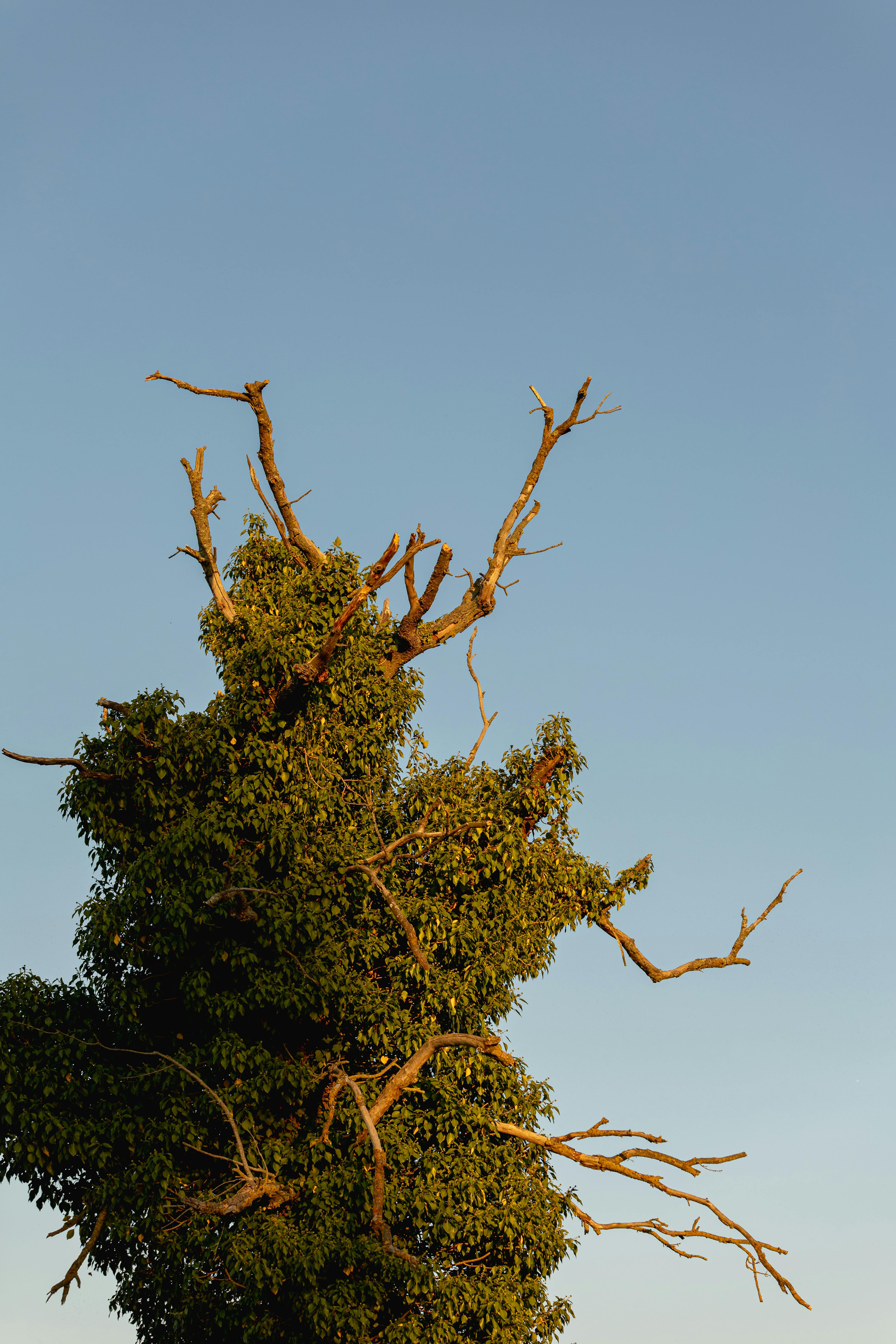 Bared Photos, Download The BEST Free Bared Stock Photos & HD Images