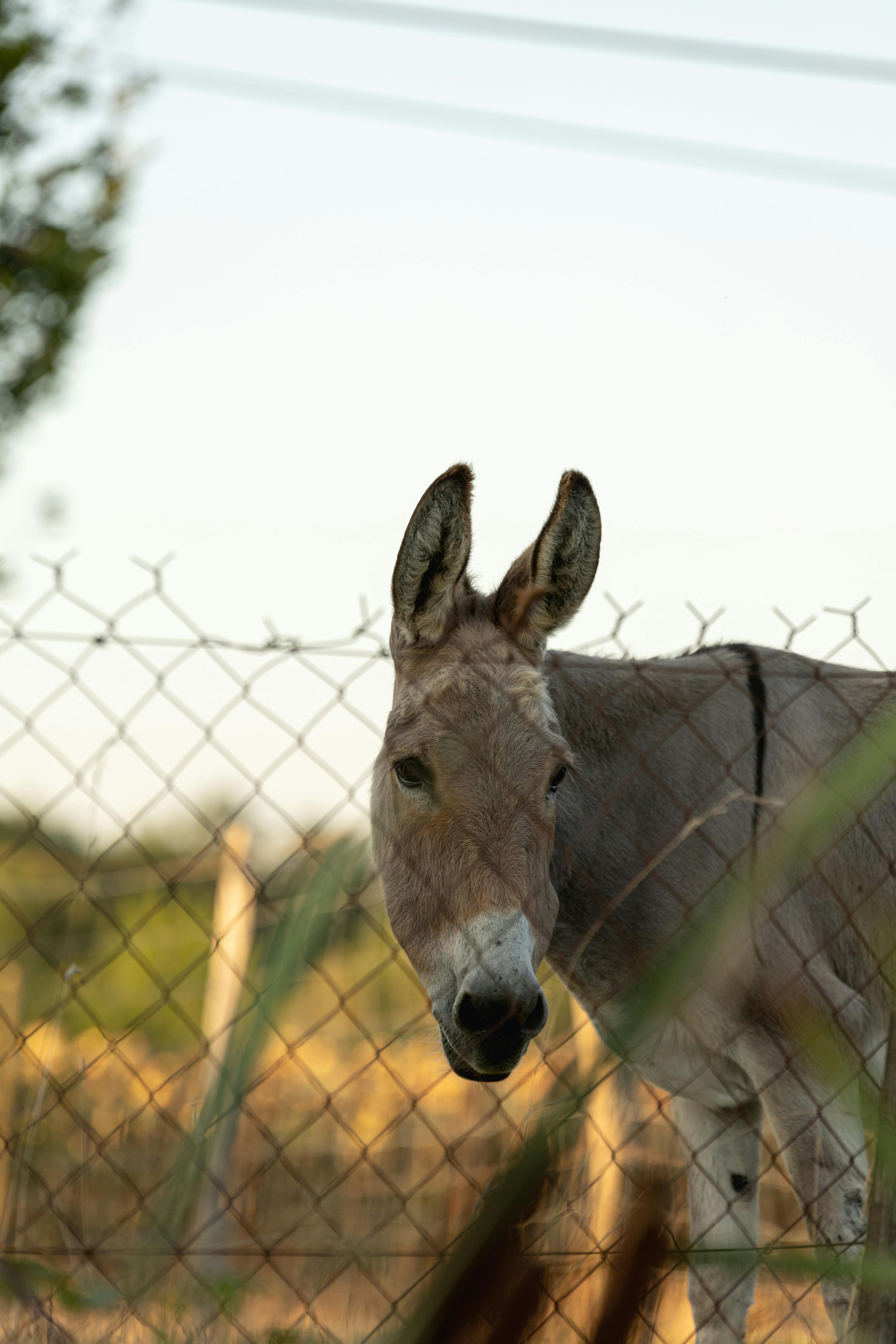 Close up of Donkey Head · Free Stock Photo