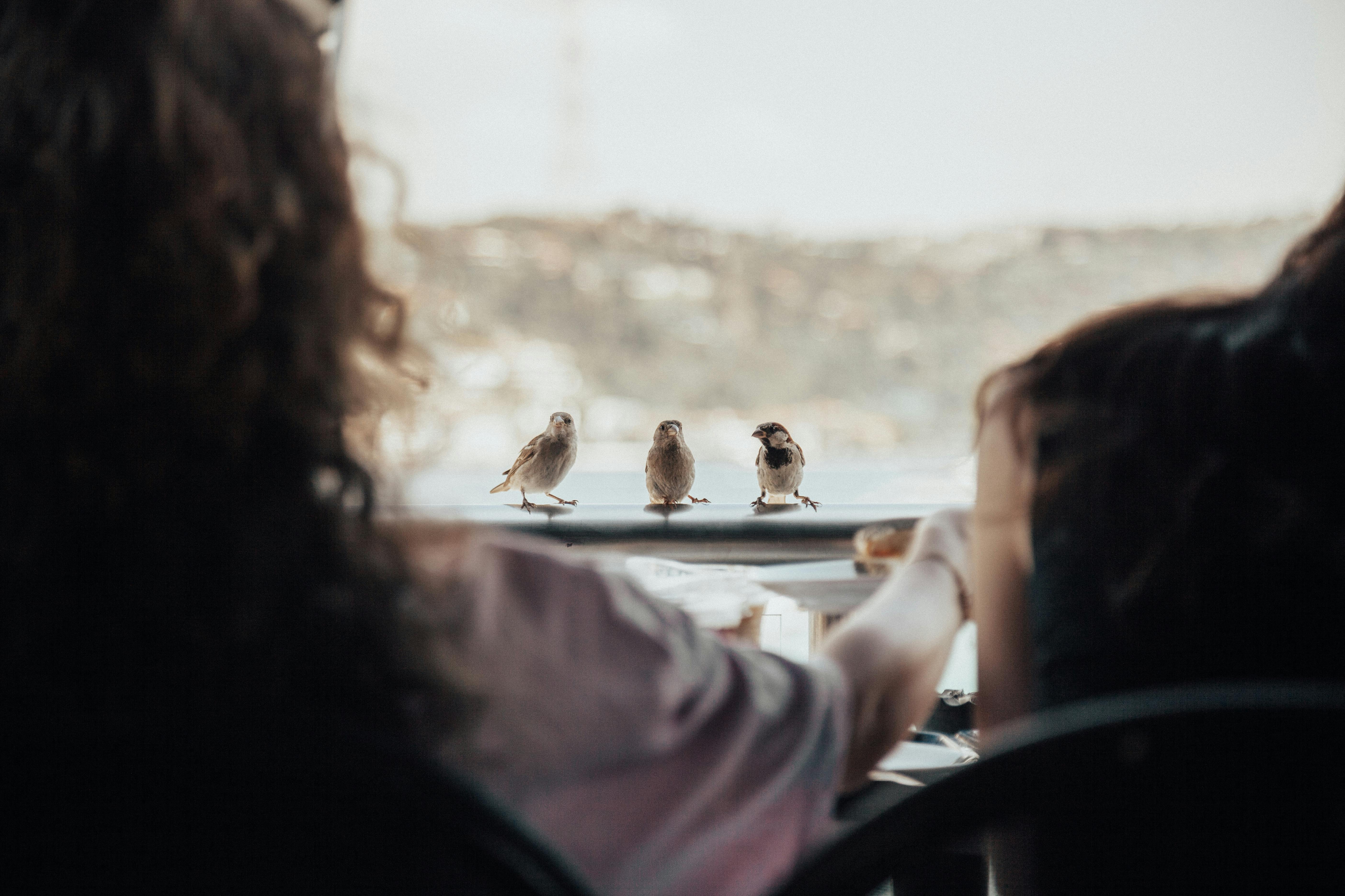 Birds Eye View Of Table Photos, Download The BEST Free Birds Eye View ...