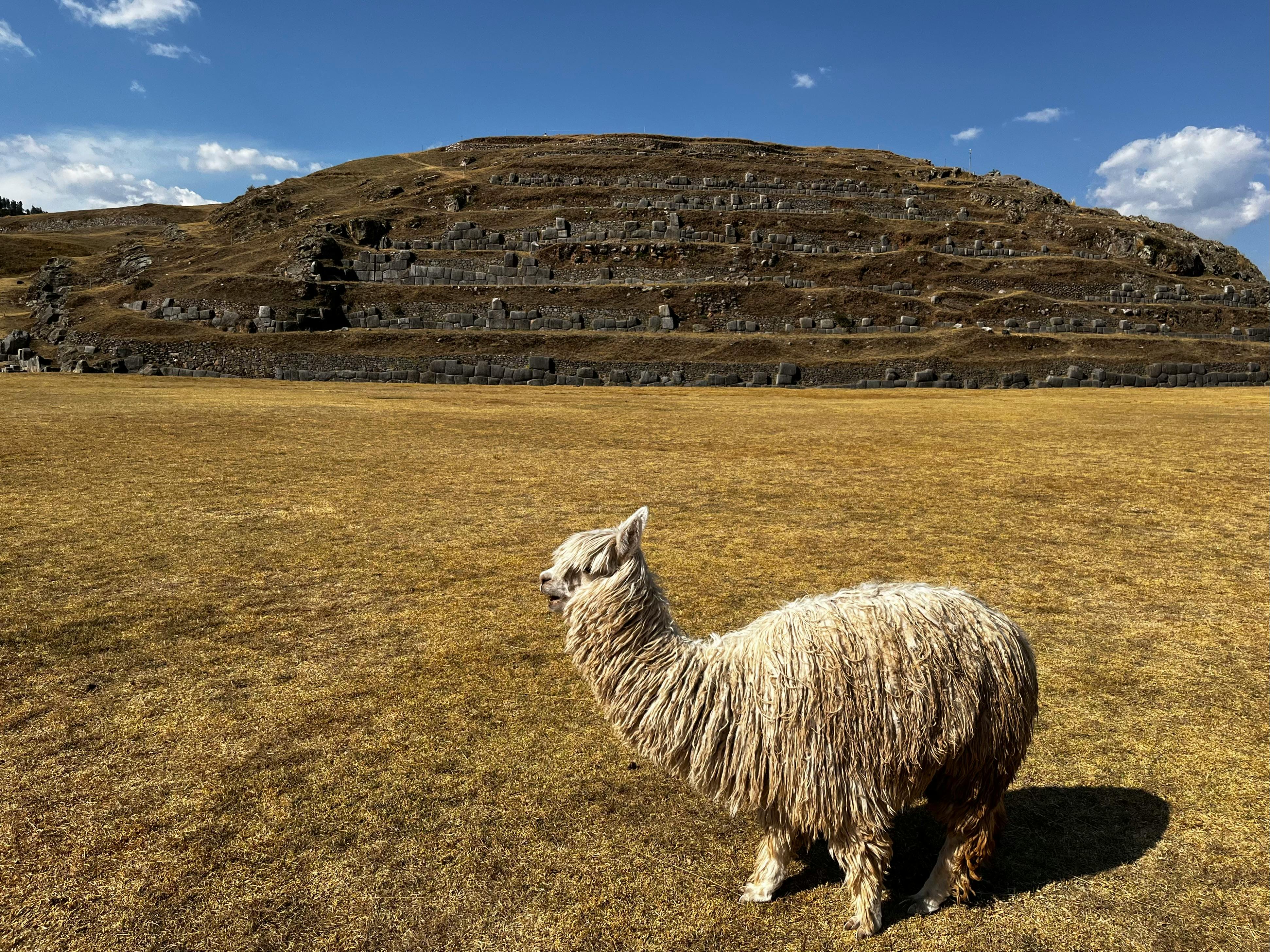 Alpaca on Grassland near Hill · Free Stock Photo