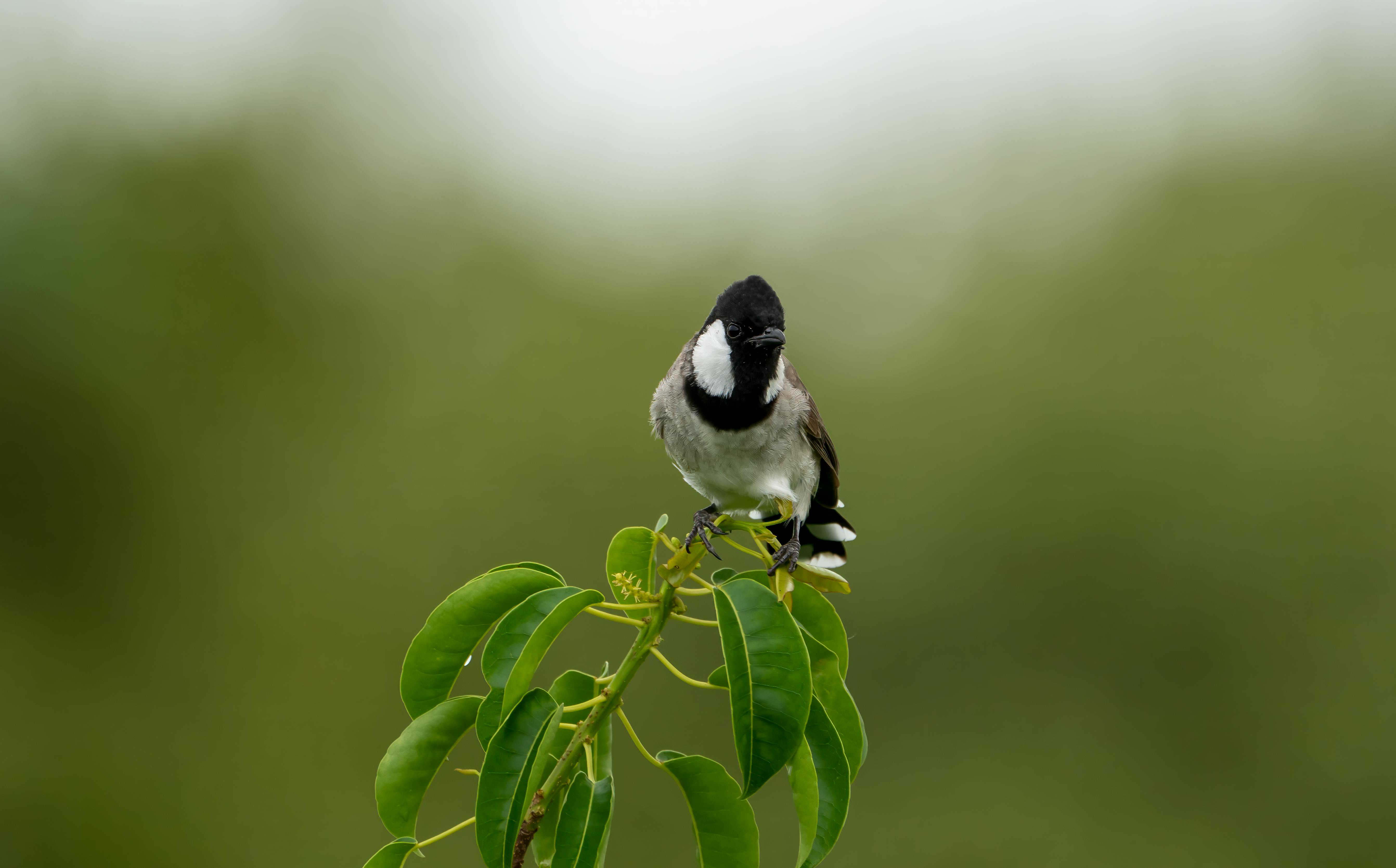 Forest Animal Photos, Download The BEST Free Forest Animal Stock Photos ...